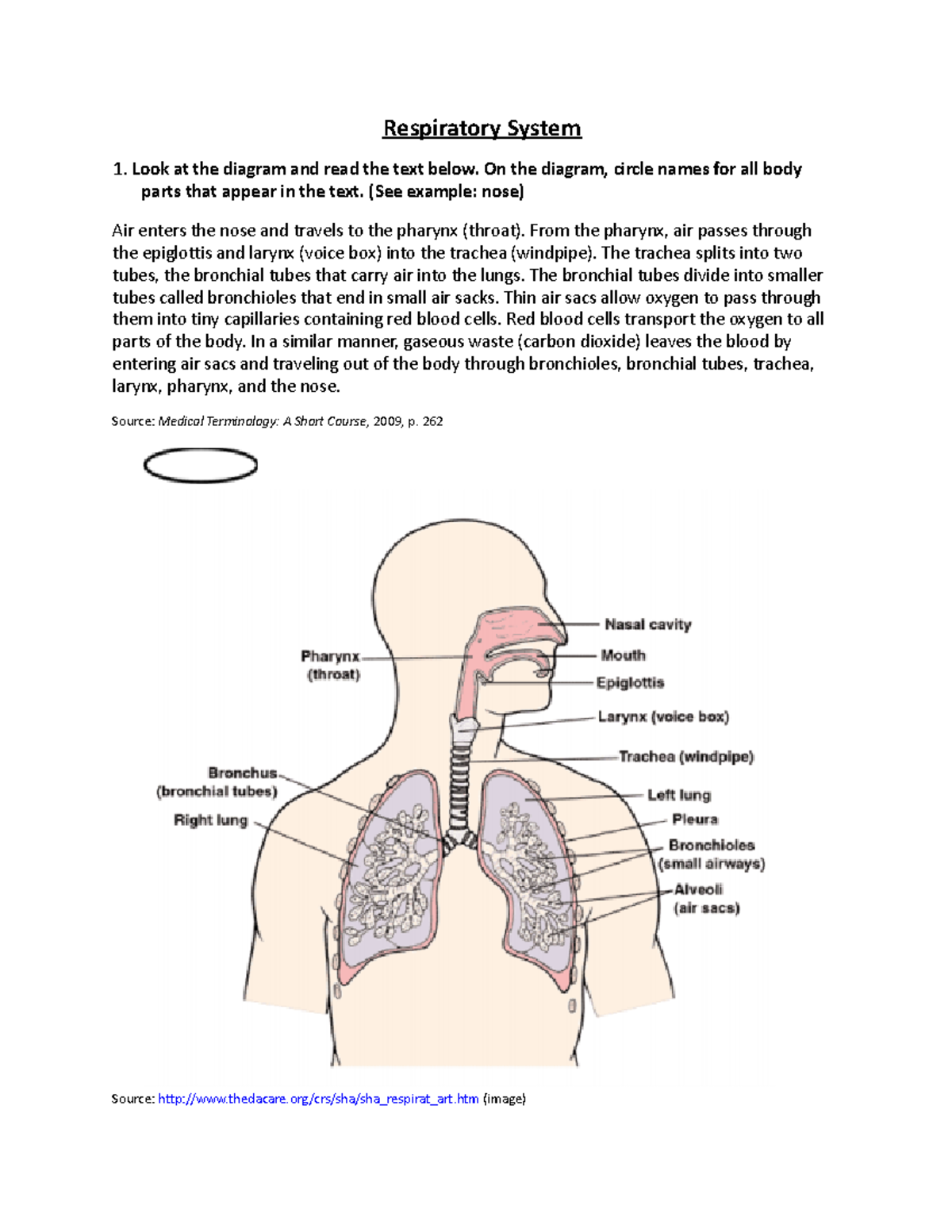 Respiratory System form Verbs and Prepositions - Respiratory System ...