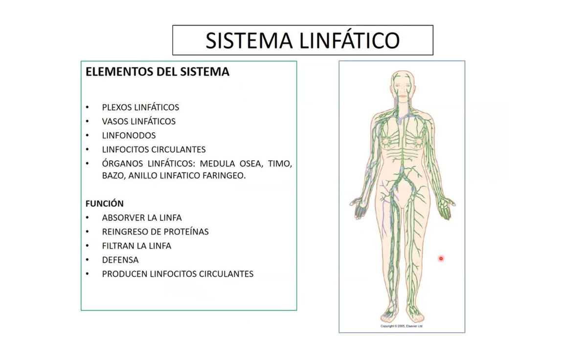 Capsula sist - Sistema linfatico - SISTEMA LINFÁTICO ELEMENTOS DEL ...