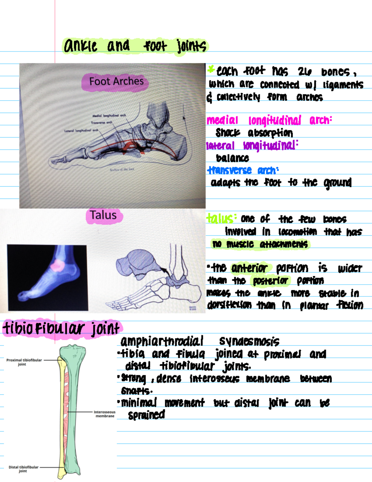 Ankle and Foot Joints - Notes - ankle and foot joints each foot has 26 ...