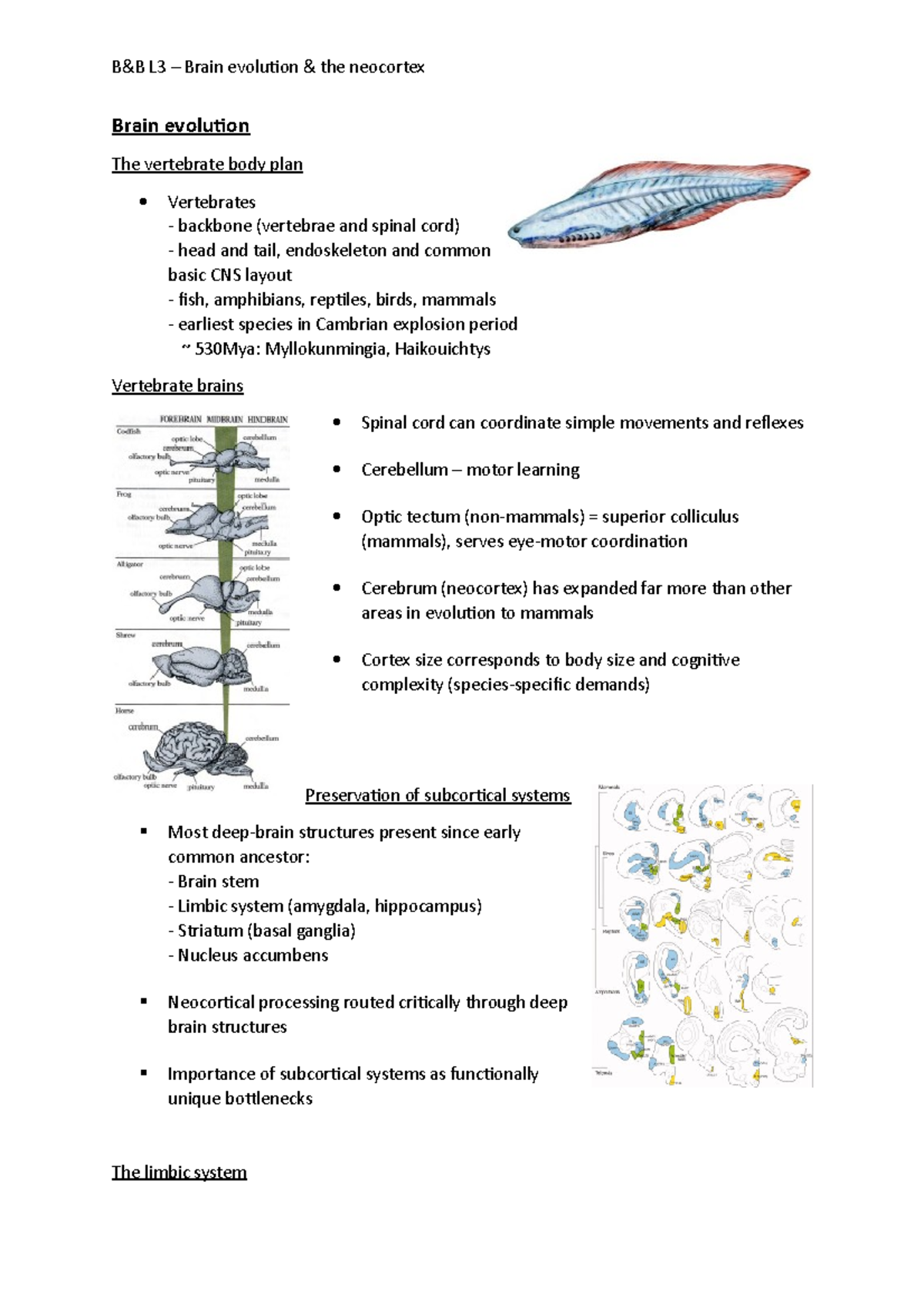 L3 - Brain Evolution and The Neo Cortex - B&amp;B L3 – Brain evolution ...