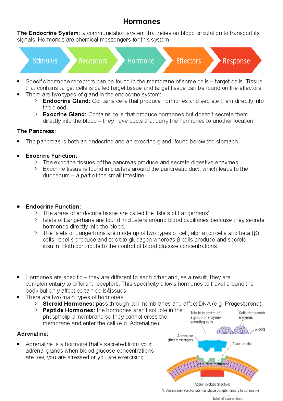 Hormones Notes - Hormones The Endocrine System: a communication system ...
