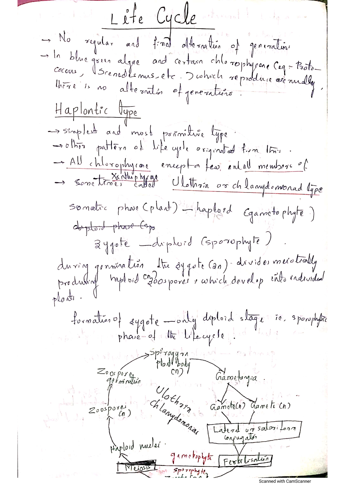 Life Cycle-Algae - lecture notes useful to the students of Botany - Bsc ...