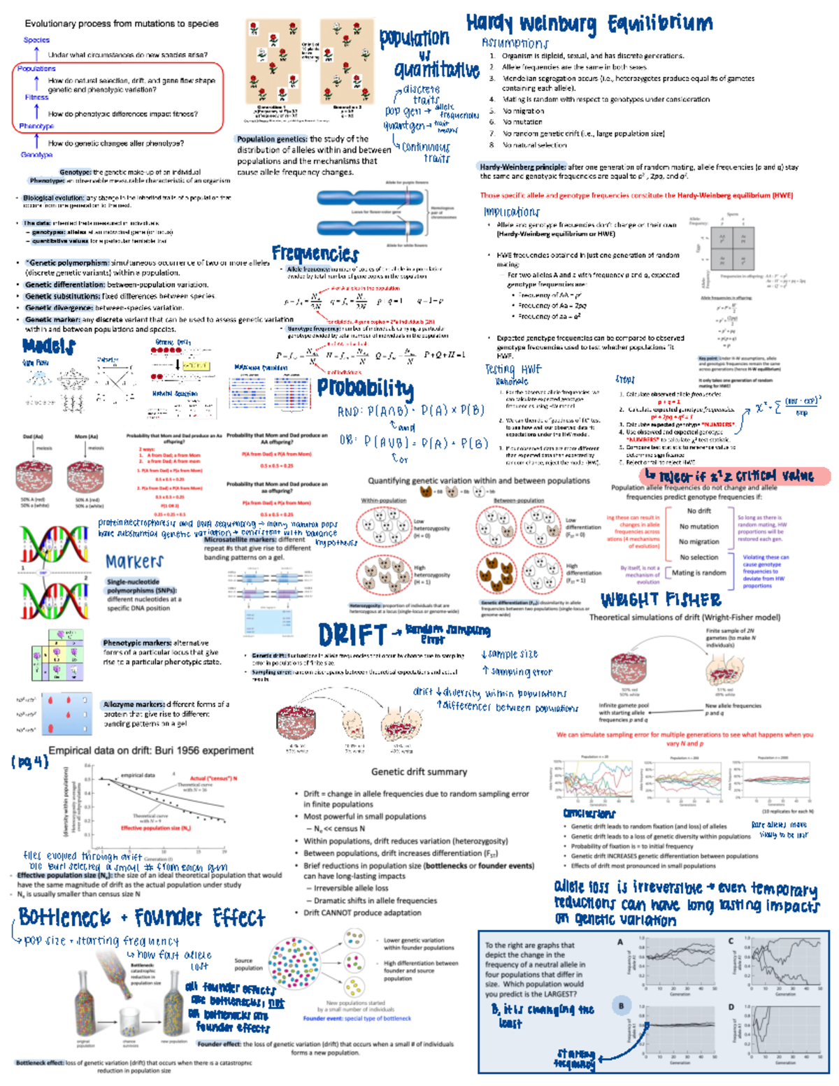 BIO 303 Unit 2 Study Guide - Hardy weinburg Equilibrium population ...
