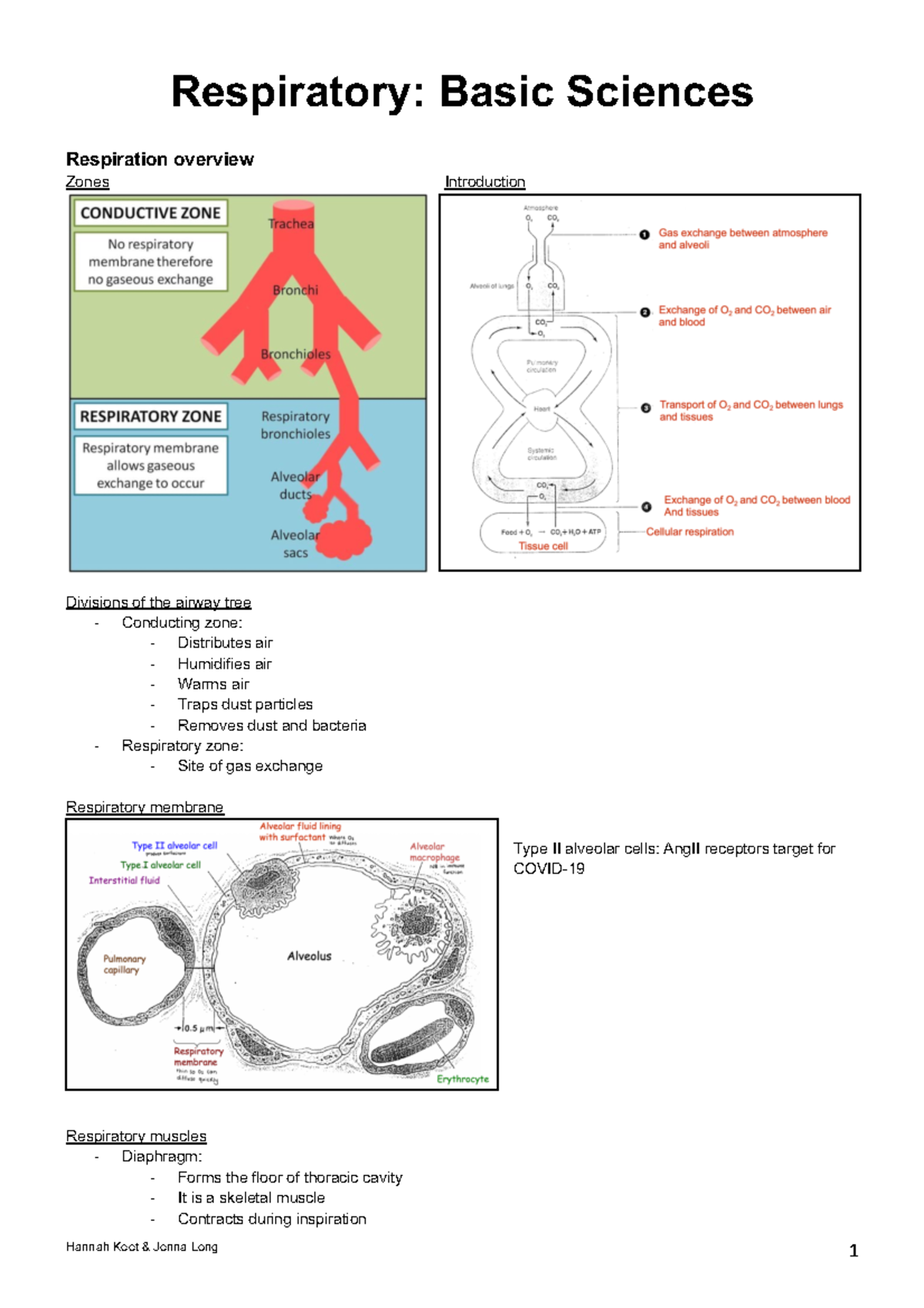 Respiratory Basic Sciences - Respiratory: Basic Sciences Respiration ...
