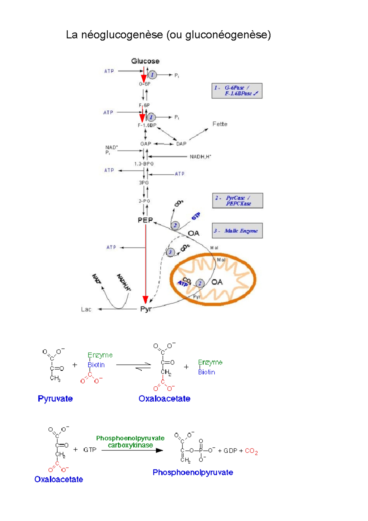 Poly 2e annee partie 3 1222089808229 - La néoglucogenèse (ou ...