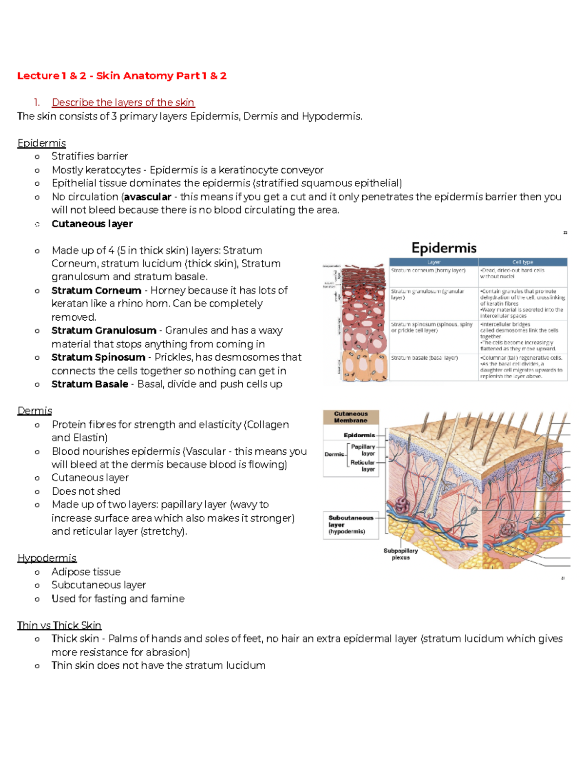 HUBS192 Skin notes - Lecture 1 & 2 - Skin Anatomy Part 1 & 2 Describe ...