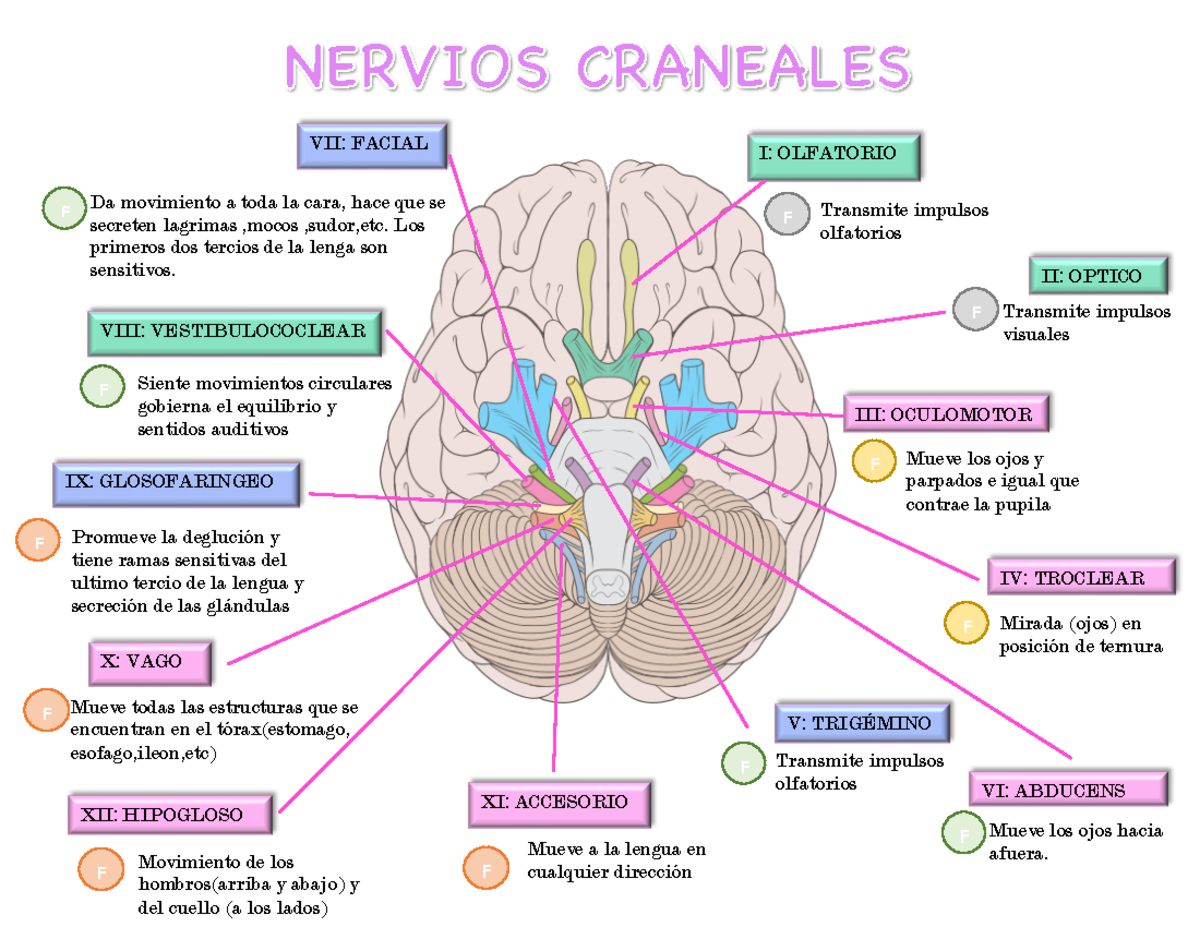 Nervios Craneales - I: OLFATORIO II: OPTICO III: OCULOMOTOR IV: TROCLEAR V: TRIGÉMINO VI ...