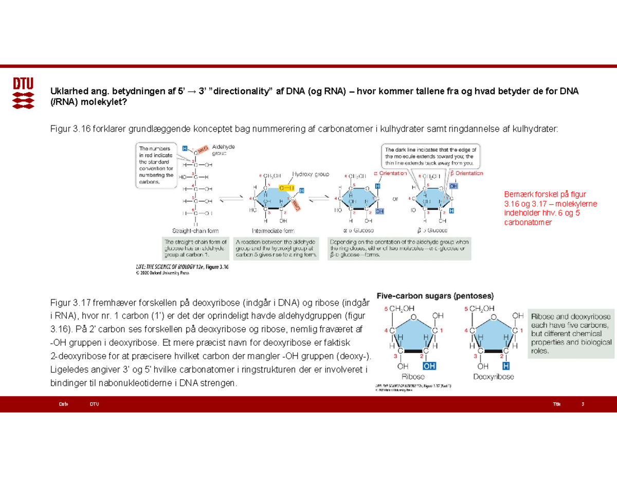 Directionality Of Dna