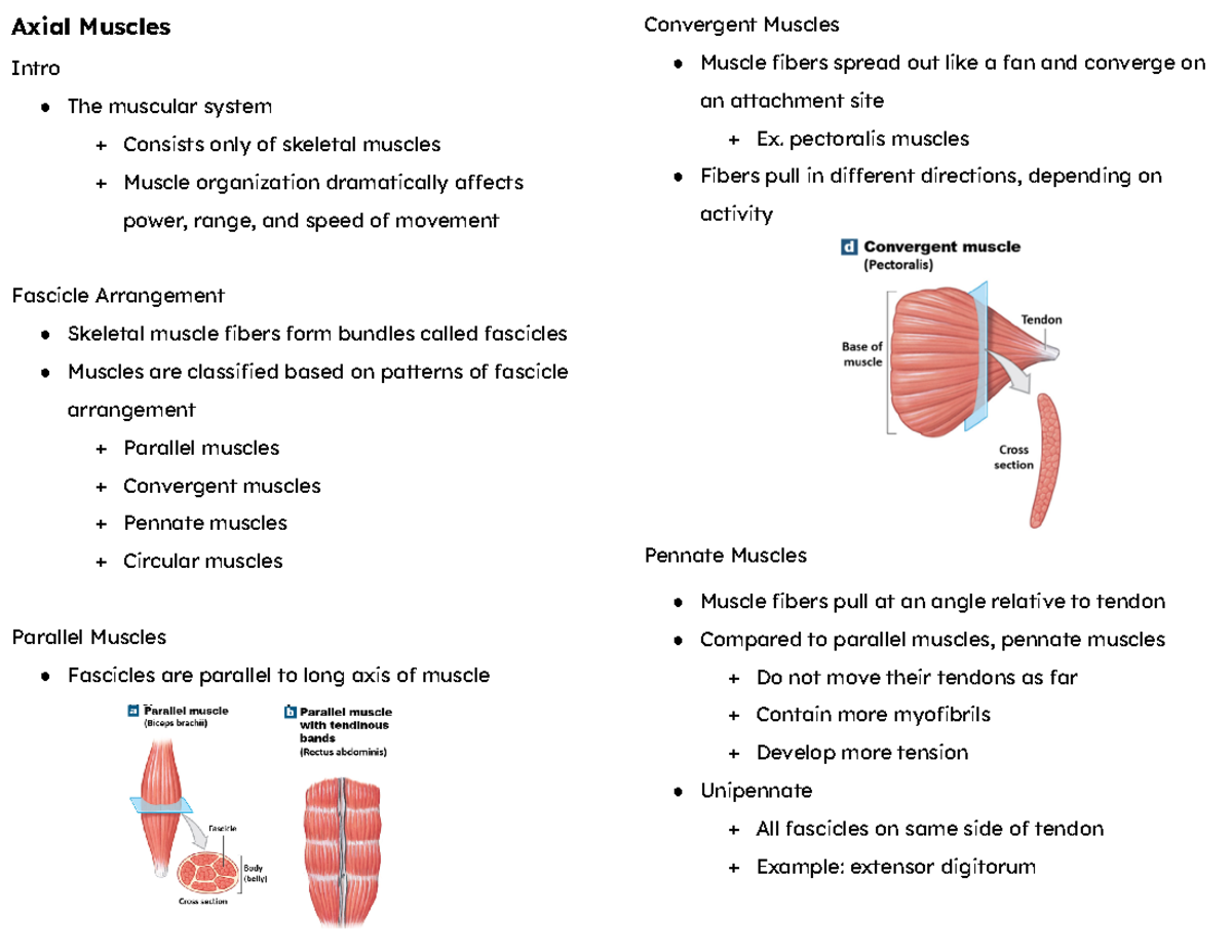 Lab 9 notes - axial muscles lab models - Axial Muscles Intro The ...
