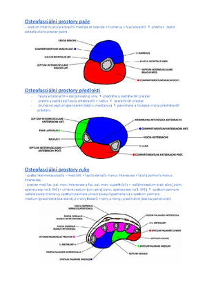 Cns schemas - drawing - circuit of Willis i where Interpeduncolor Fossa ...