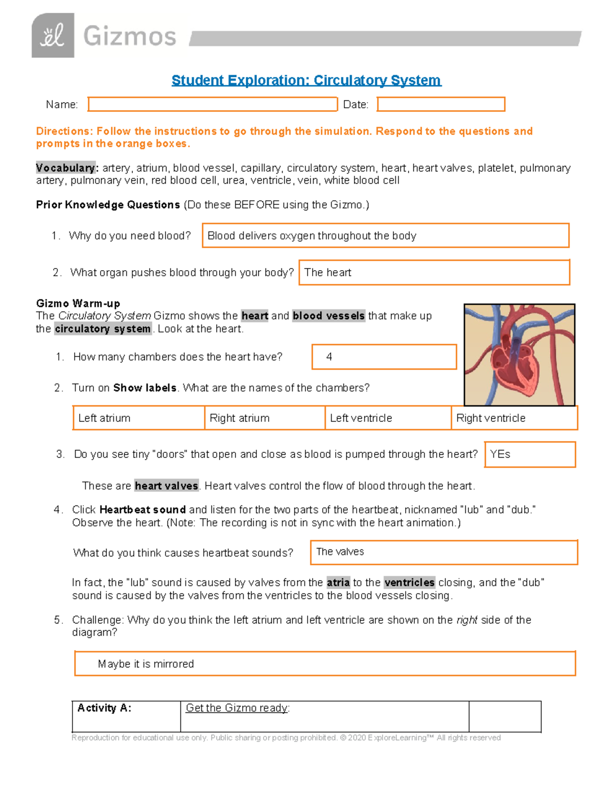 Gizmos Circulatory System Student Document - Student Exploration ...