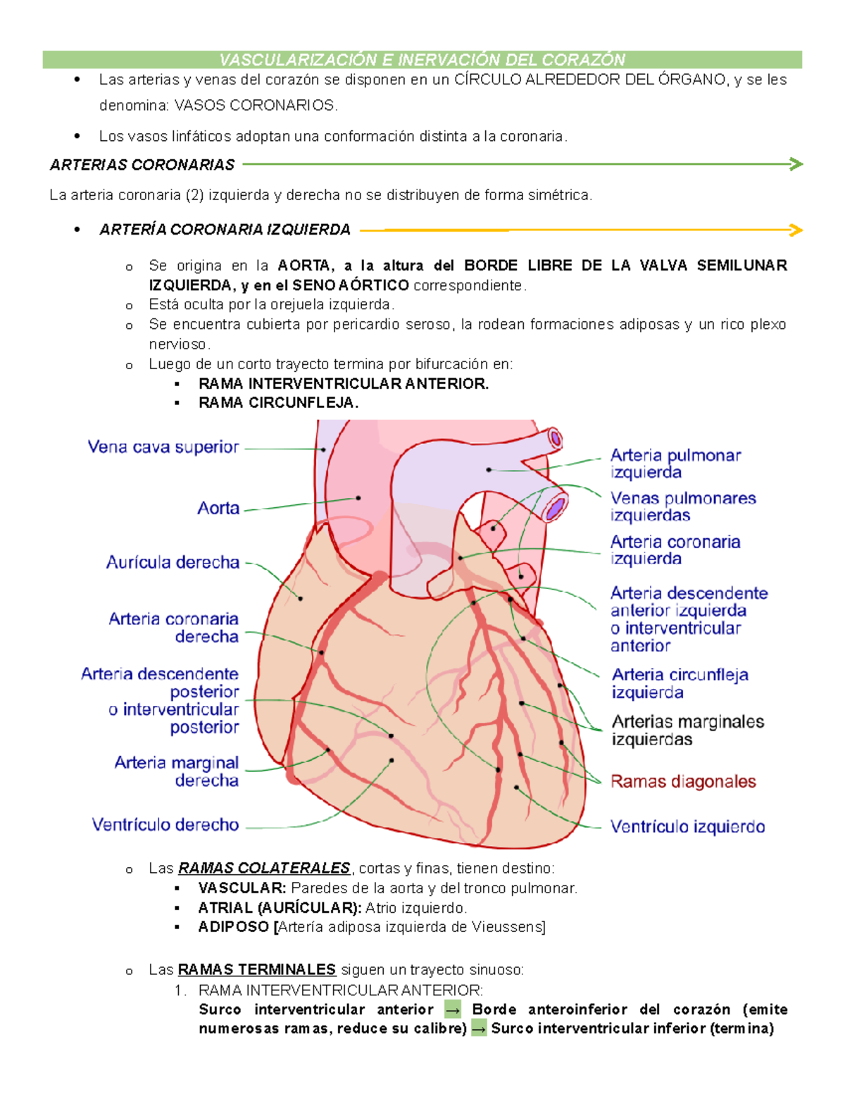 Vascularización E Inervación DEL Corazón - VASCULARIZACIÓN E INERVACIÓN ...