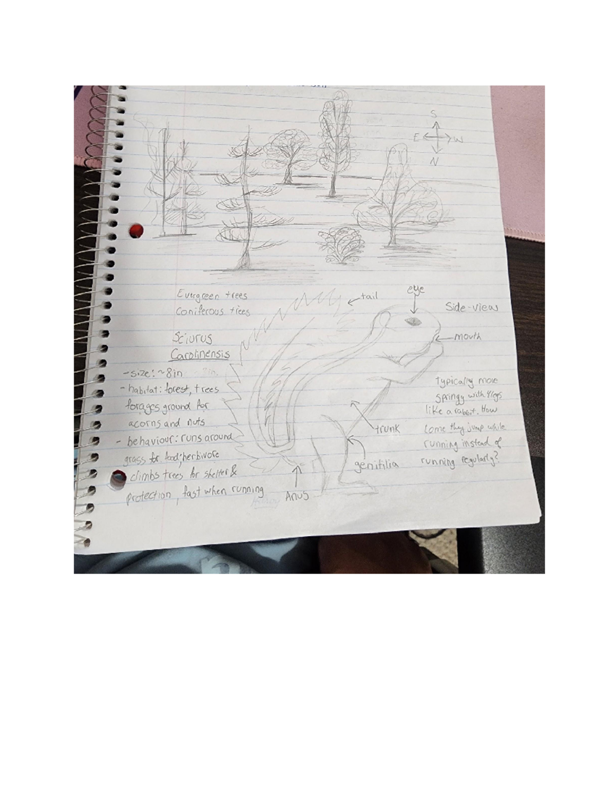 Ecology Assignment 1 - The experience while in the arboretum creating ...