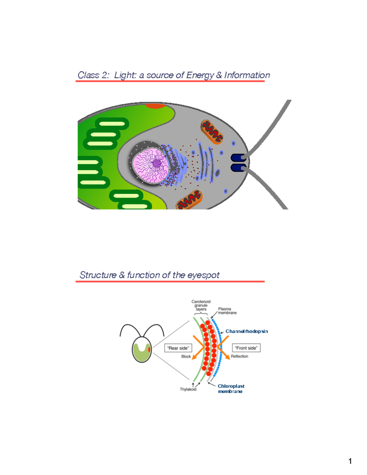 Class 2 PDF-3 - Denis Maxwell - Class 2: Light: a source of Energy ...