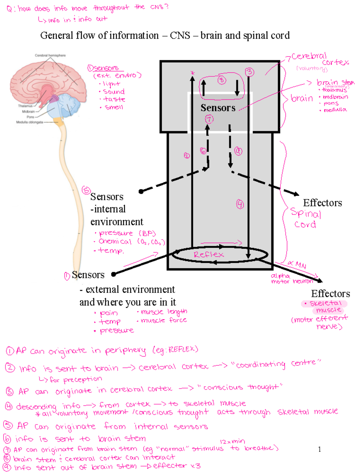 2. Communication CNS - Principles of comunication - CNS 1 General flow ...