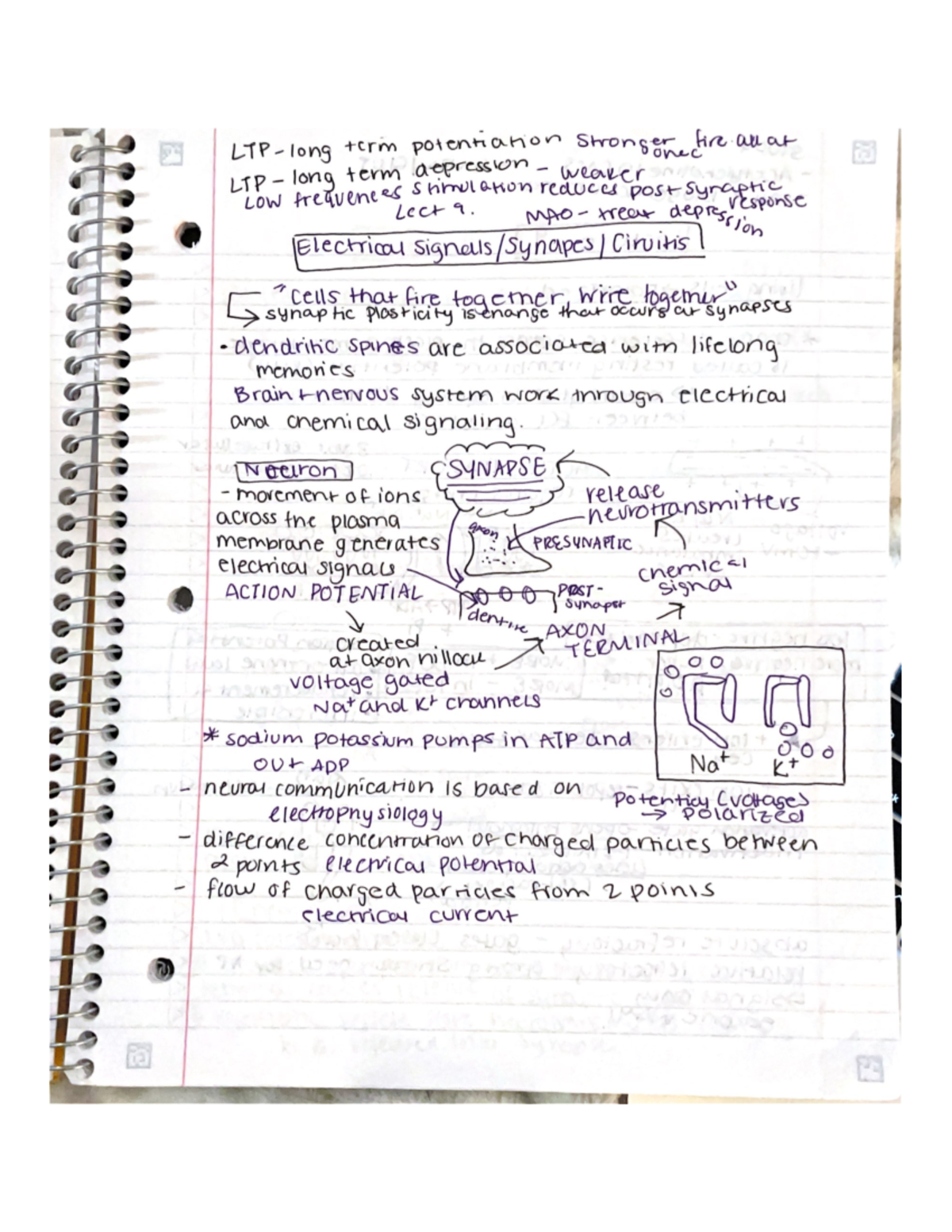 Lect 9 - Anatomy and Physiology summary of nervous system from lecture ...