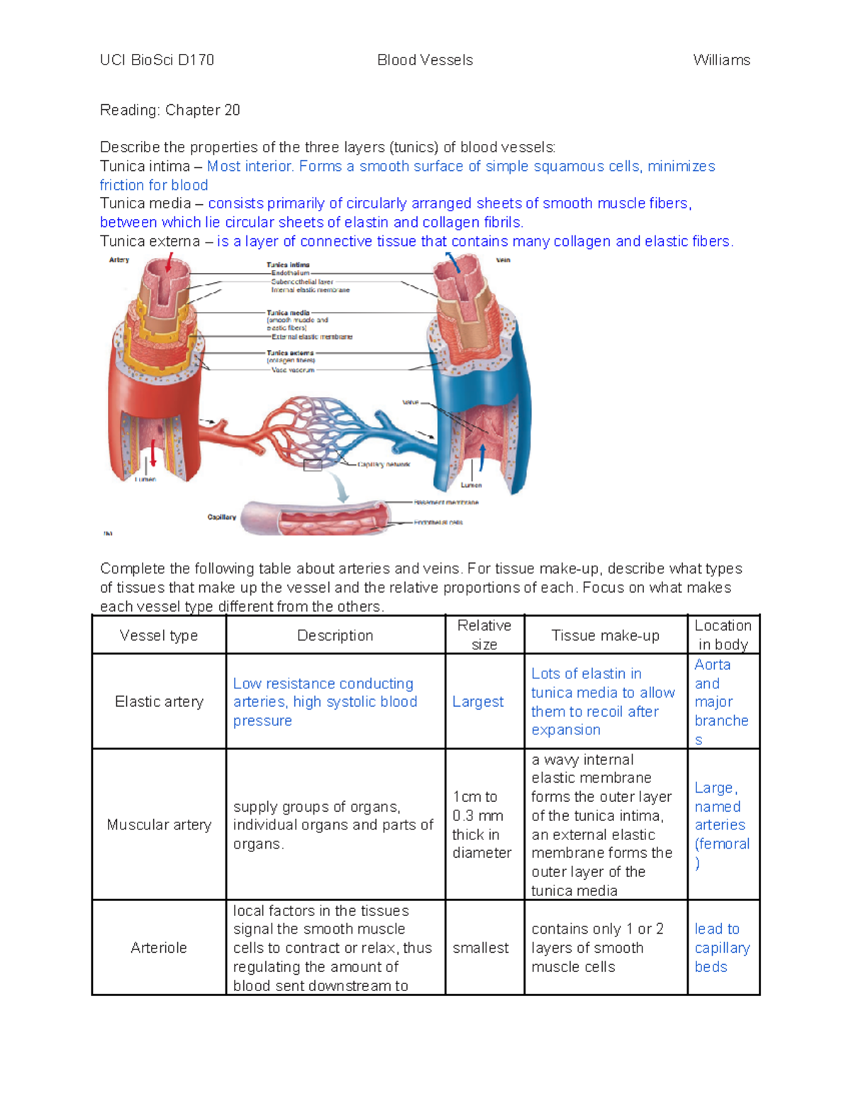 Copy of Reading 17 Blood Vessels - Reading: Chapter 20 Describe the properties of the three ...