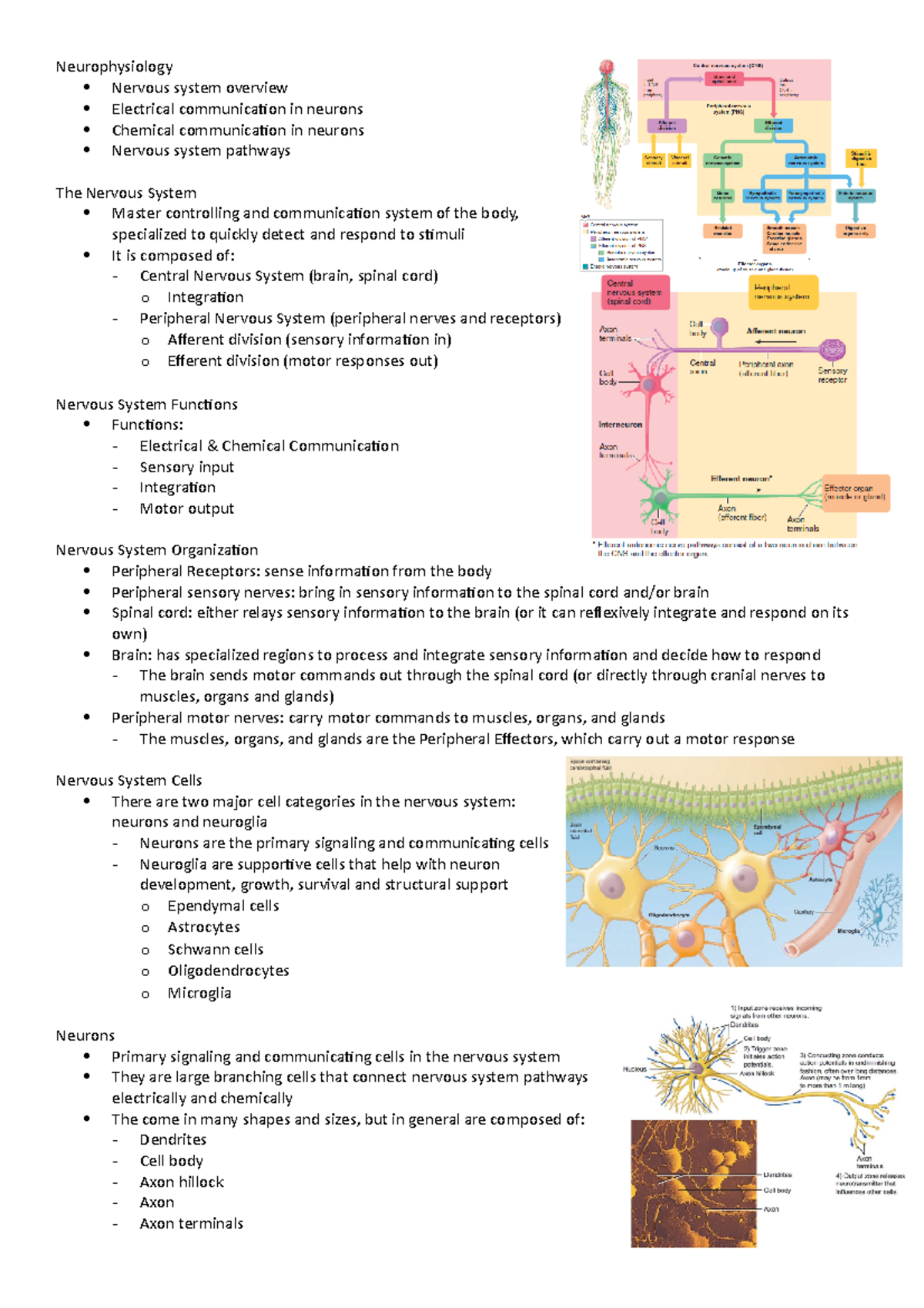 Neurophysiology Summaries - Neurophysiology Nervous system overview ...