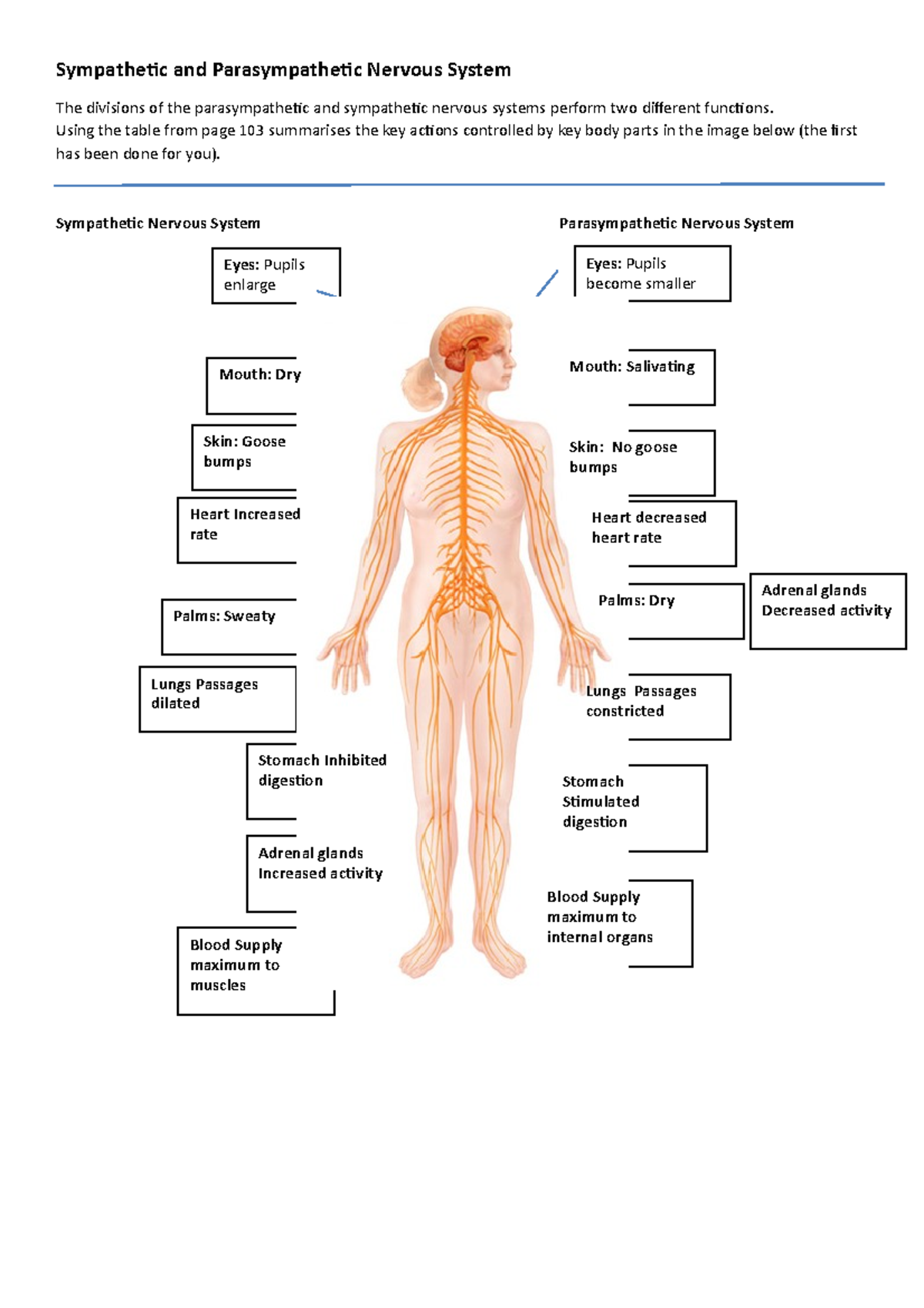 SV- Sympathetic and Parasympathetic Nervous System- body - Sympathetic ...