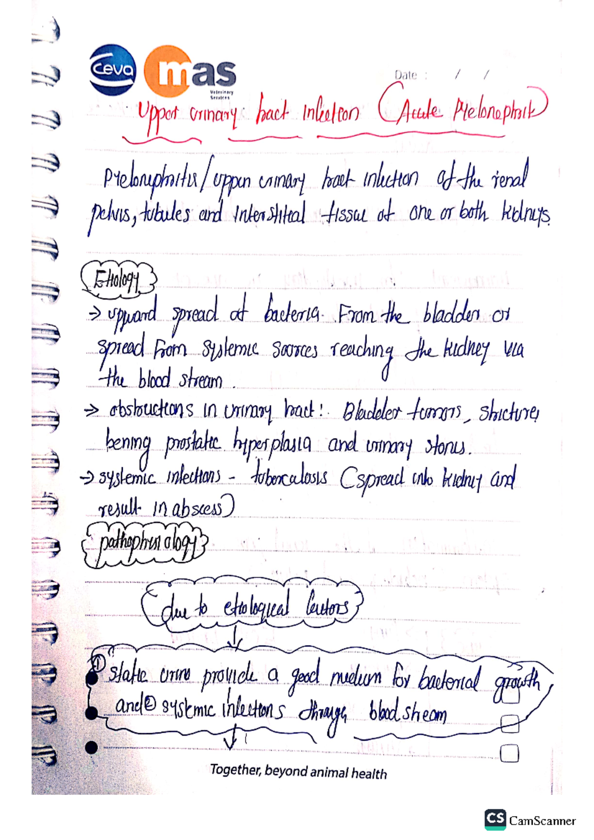 Upper uti - ... - Nursing - Studocu