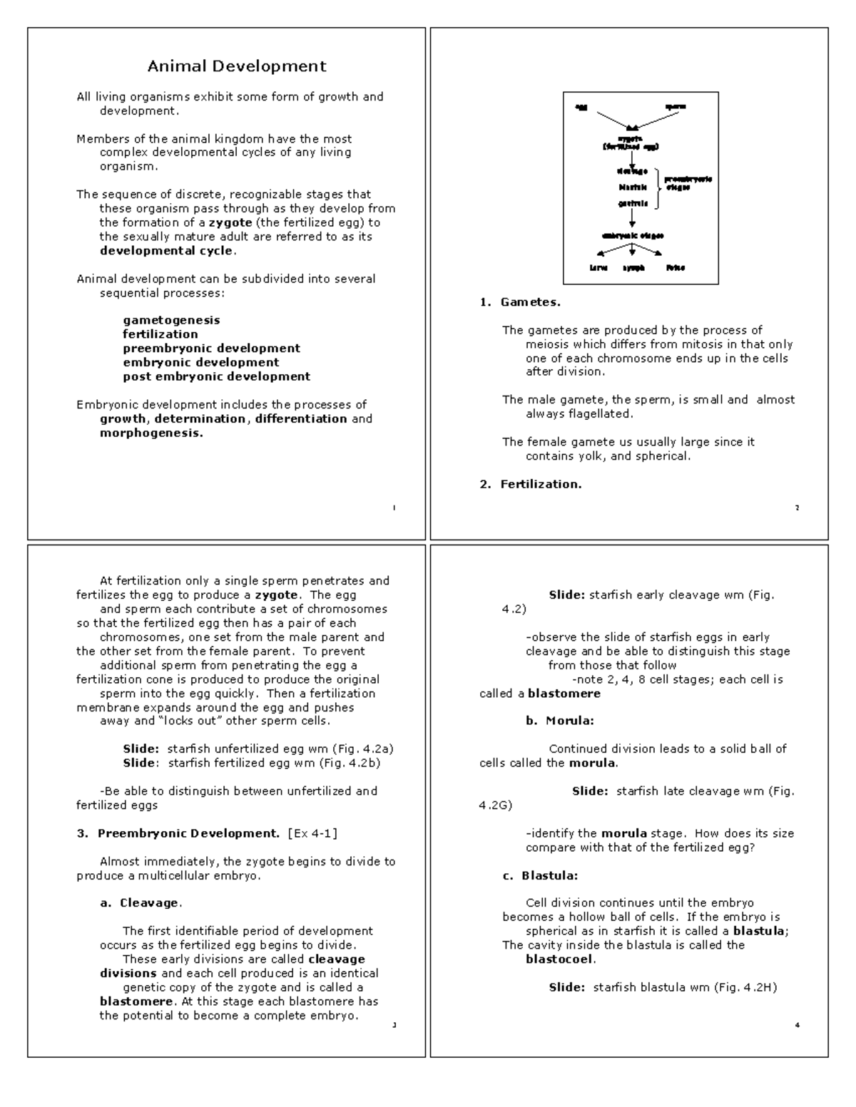 Animal Development - 1 Animal Development All living organisms exhibit ...