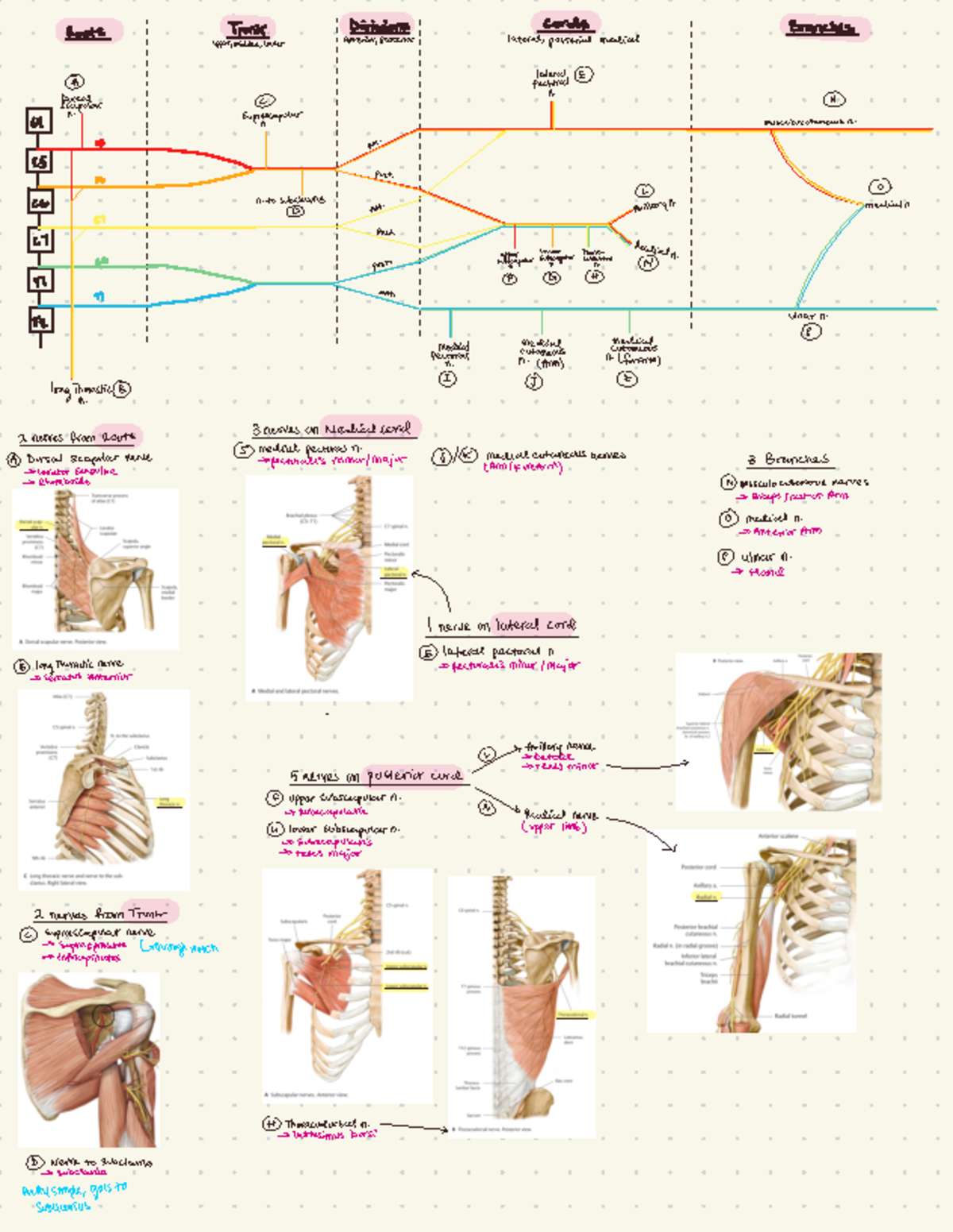 BP Study Guide - BP drawing - Roots upperTrunk , middle , lower ...