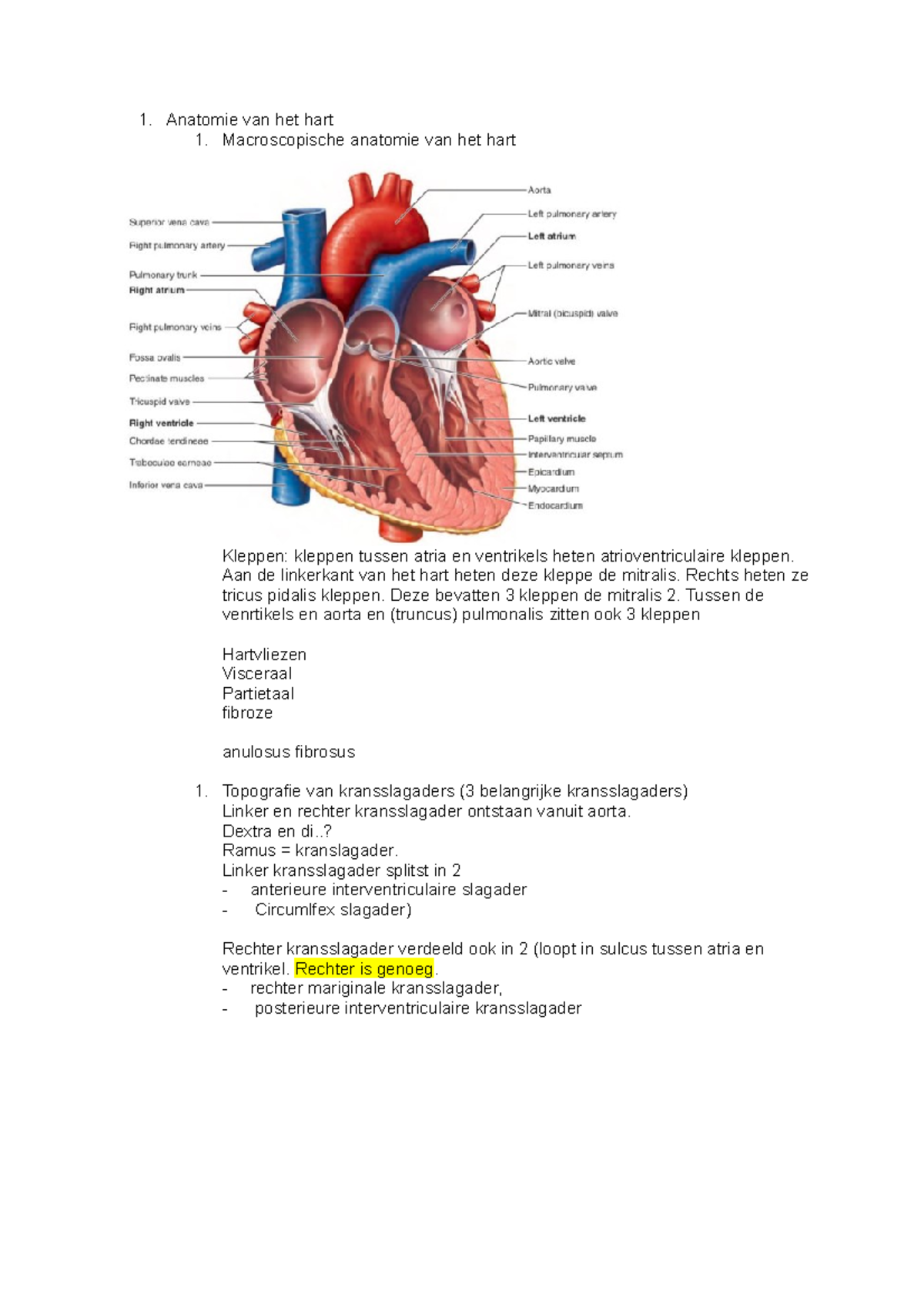 Casus 1 - 1. Anatomie van het hart 1. Macroscopische anatomie van het ...