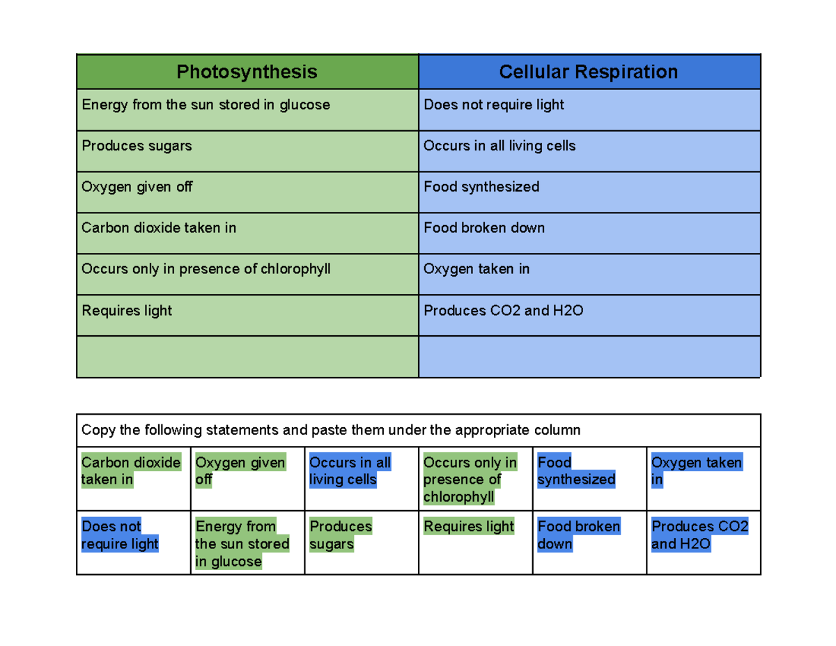 Copy of Photosynthesis Respiration Sorting - Studocu