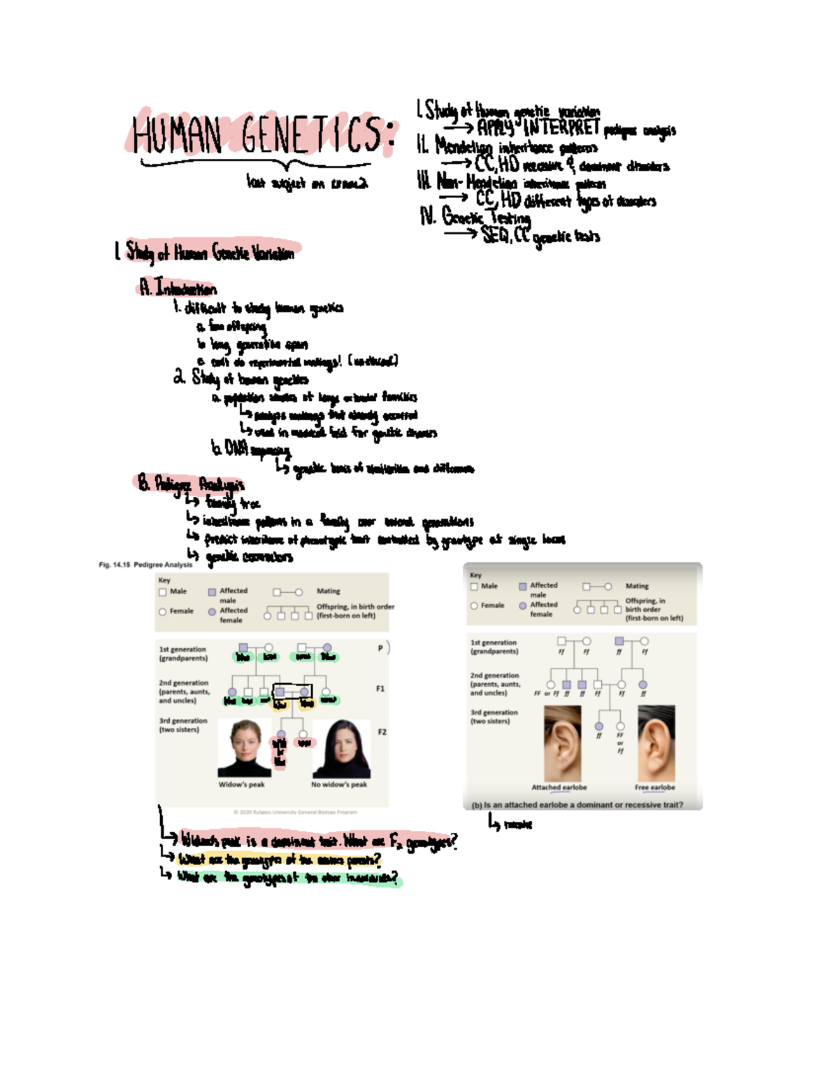 Human Genetics Notes - HUMAN GENETICS 1. Study of Human genetic ...