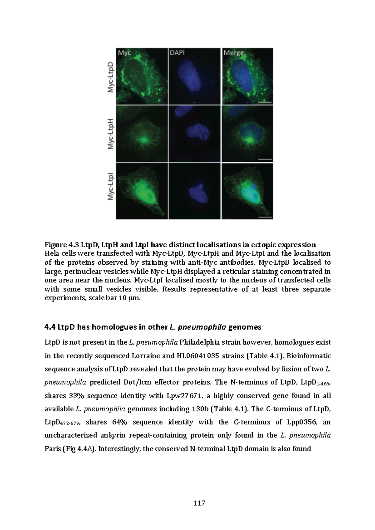 Biology-pneumophila-21 - Figure 4 LtpD, LtpH and LtpI have distinct ...
