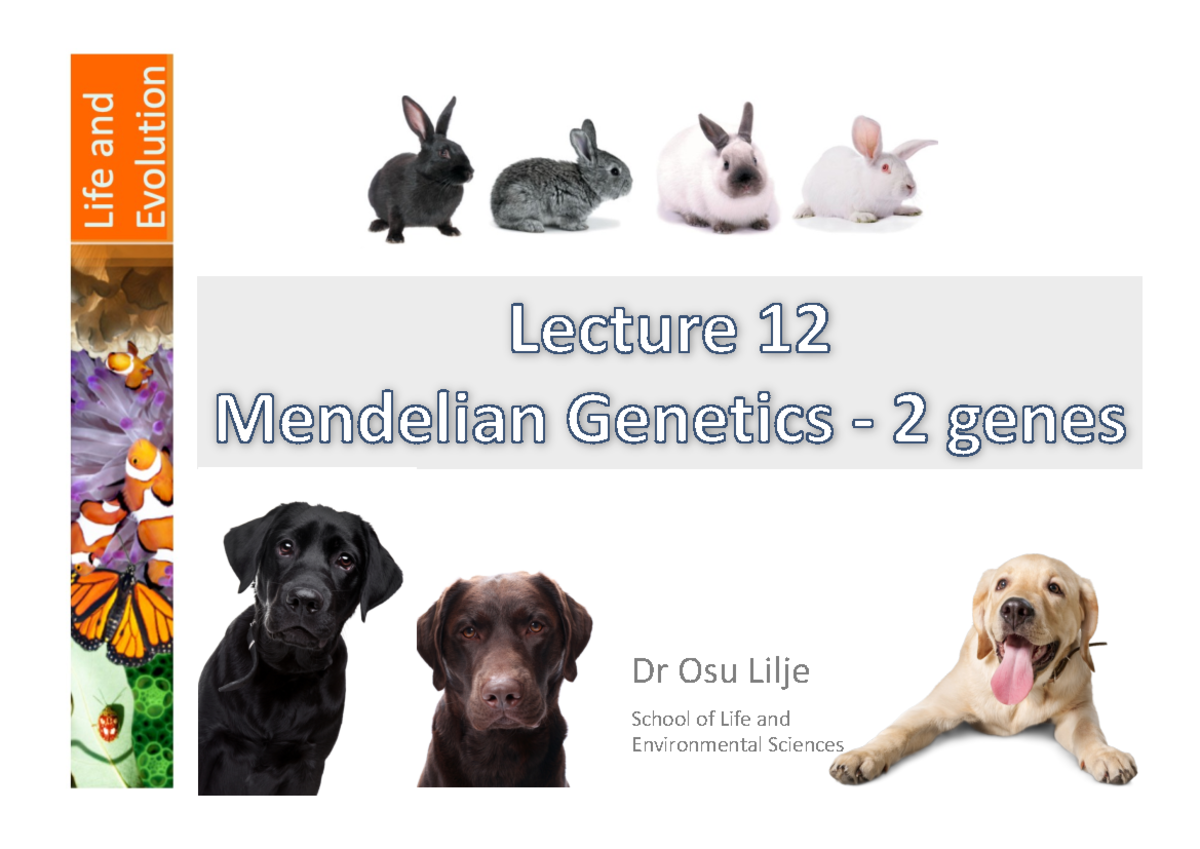 L12 Mendelian genetics 2 OL-1 - School of Life and Environmental ...