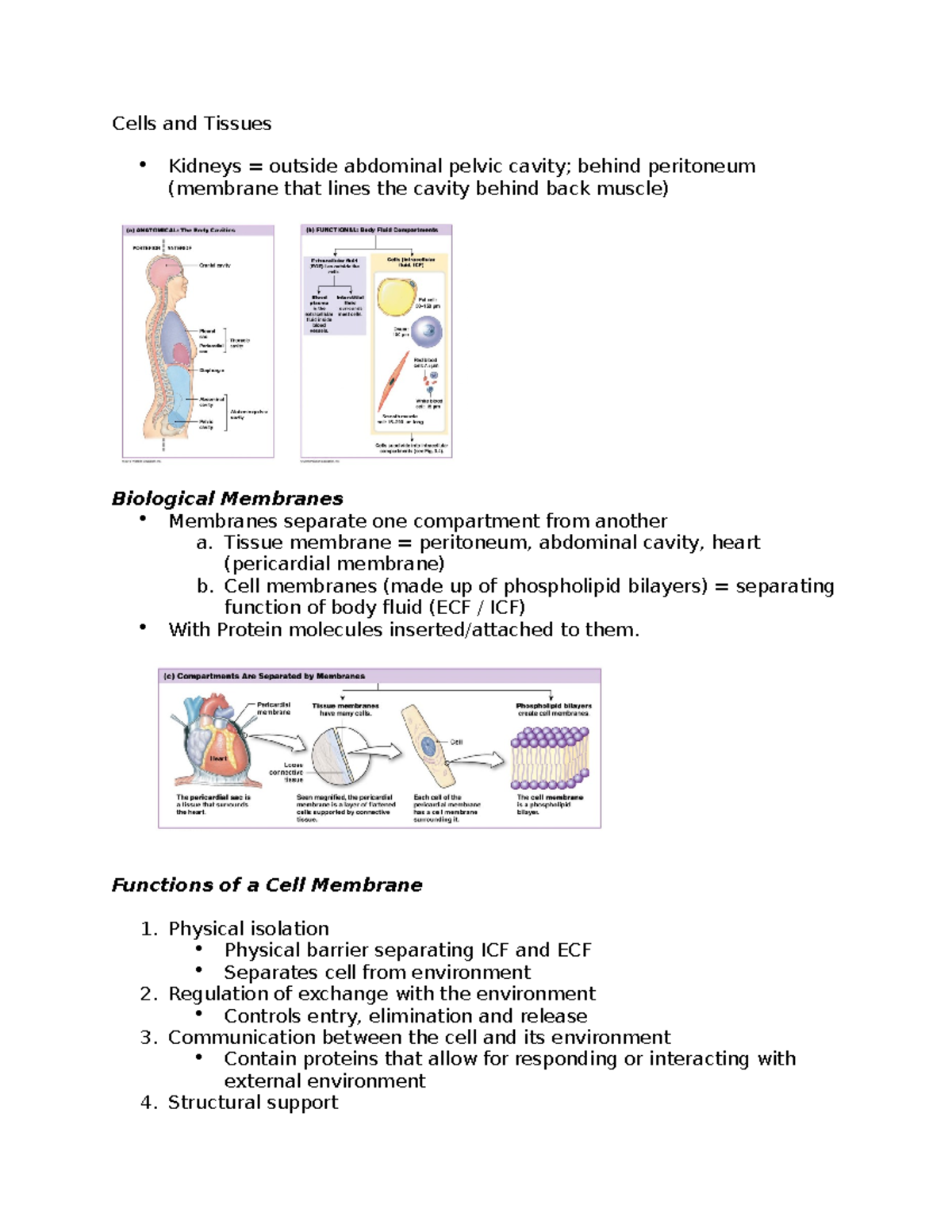 Cells and Tissues - online lectures - Cells and Tissues Kidneys ...