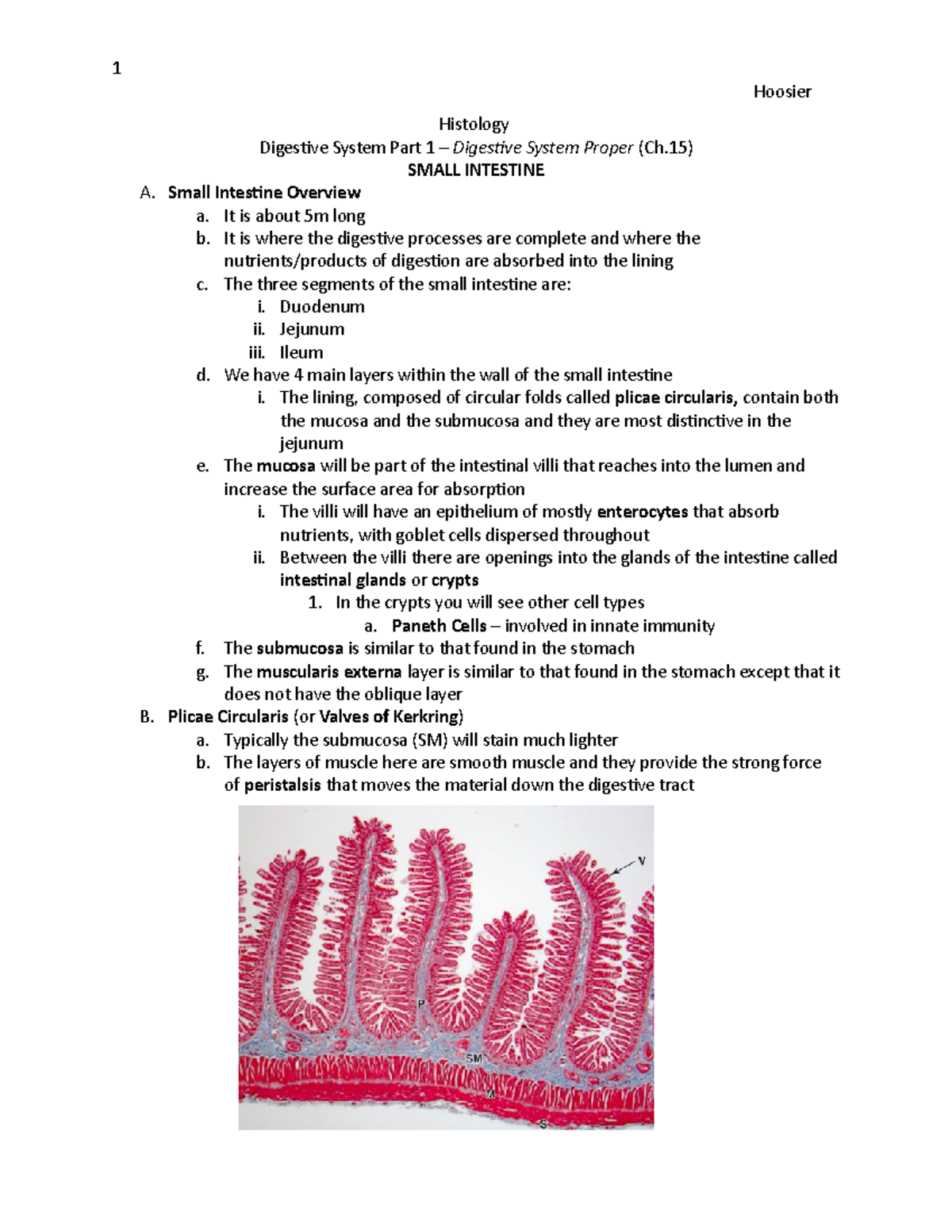 Ch.15 Digestive – Small Intestine - Hoosier Histology Digesive System ...