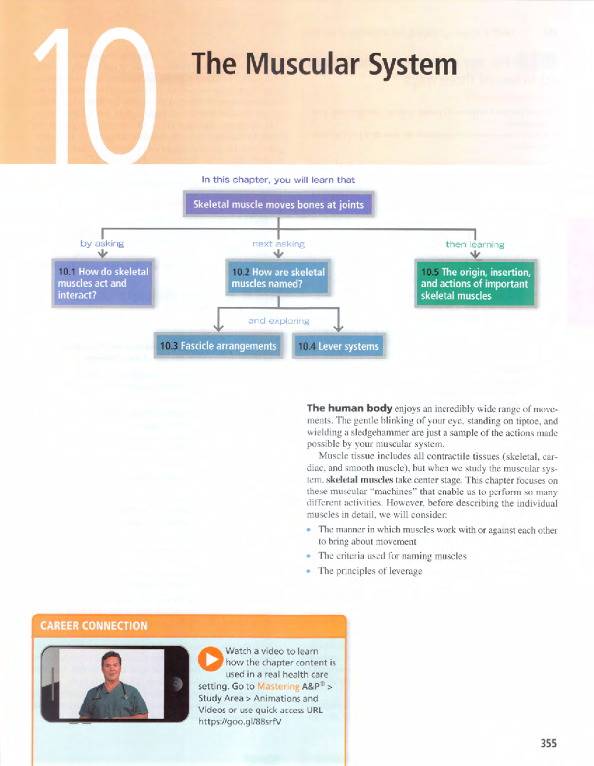 Chapter 10 - The Muscular System - The Muscular System In this chapter ...