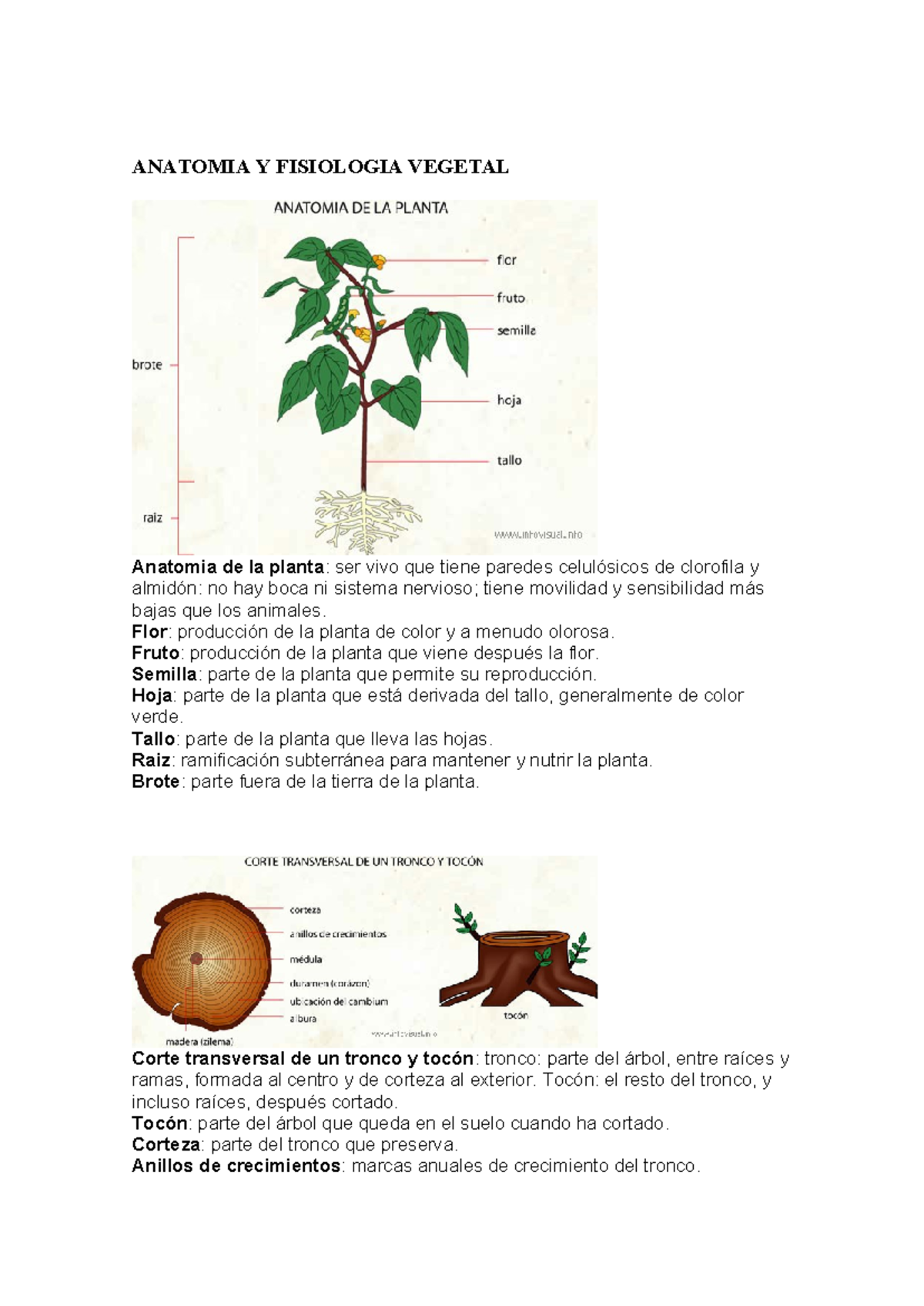 Anatomia Y Fisiologia Vegetal - ANATOMIA Y FISIOLOGIA VEGETAL Anatomia ...