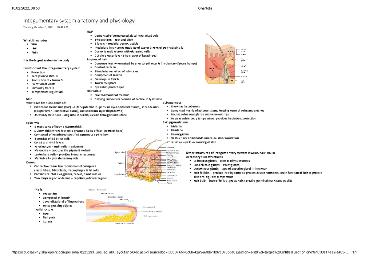 Integumentary (Anatomy & Physiology) Part 1/2 - 10/02/2022, 00:58 ...