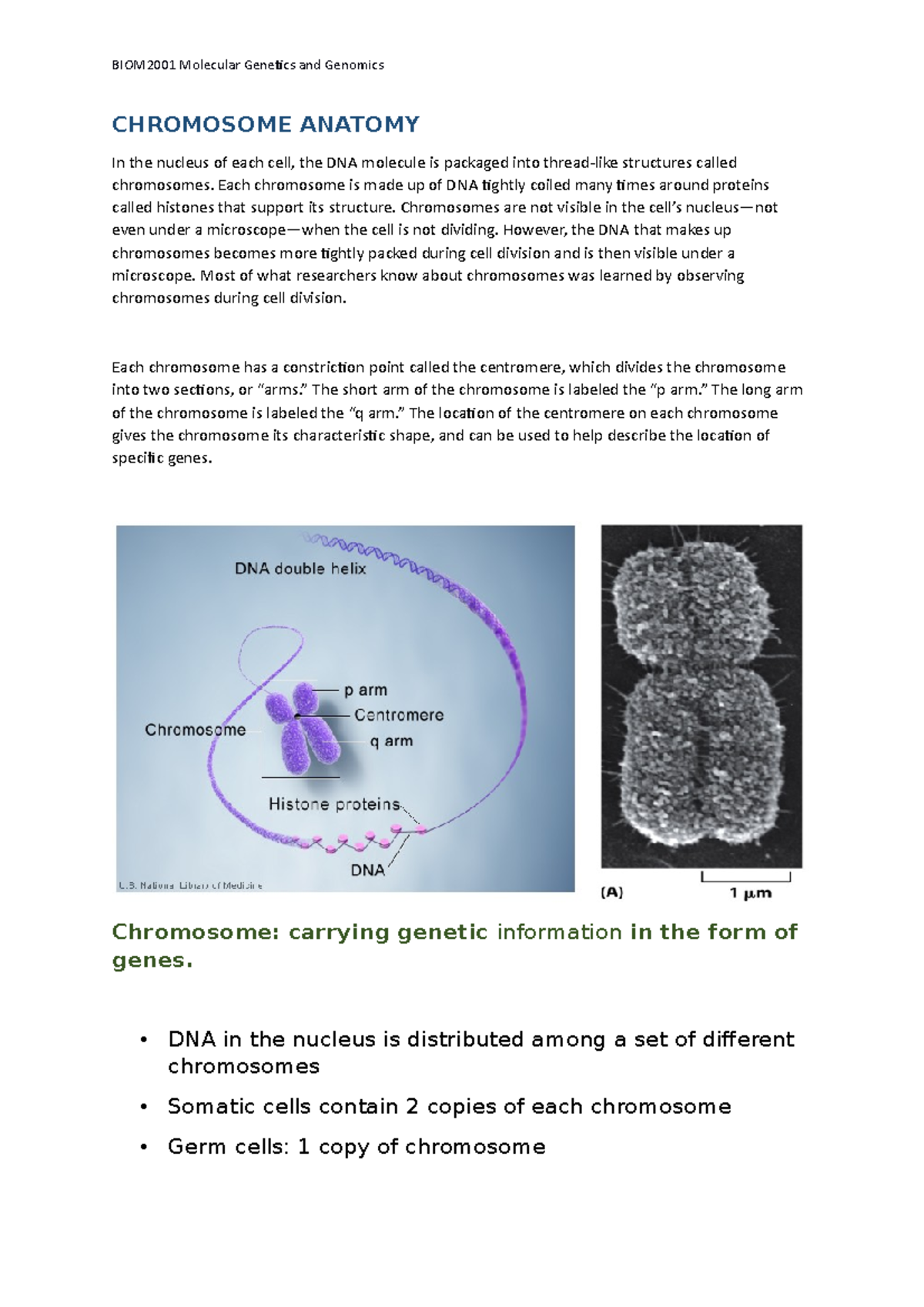 Chromosome Anatomy - biomed - BIOM2001 Molecular Genetics and Genomics ...