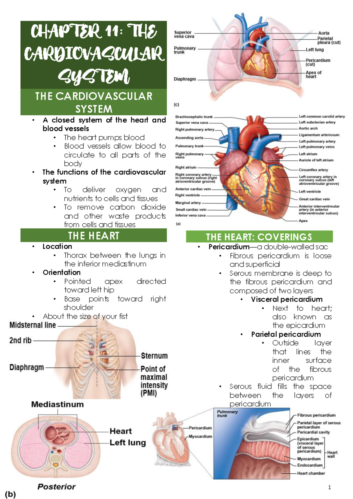 Anaphy LAB Cardio. System - CHAPTER 11: THE CARDIOVASCULAR SYSTEM THE ...