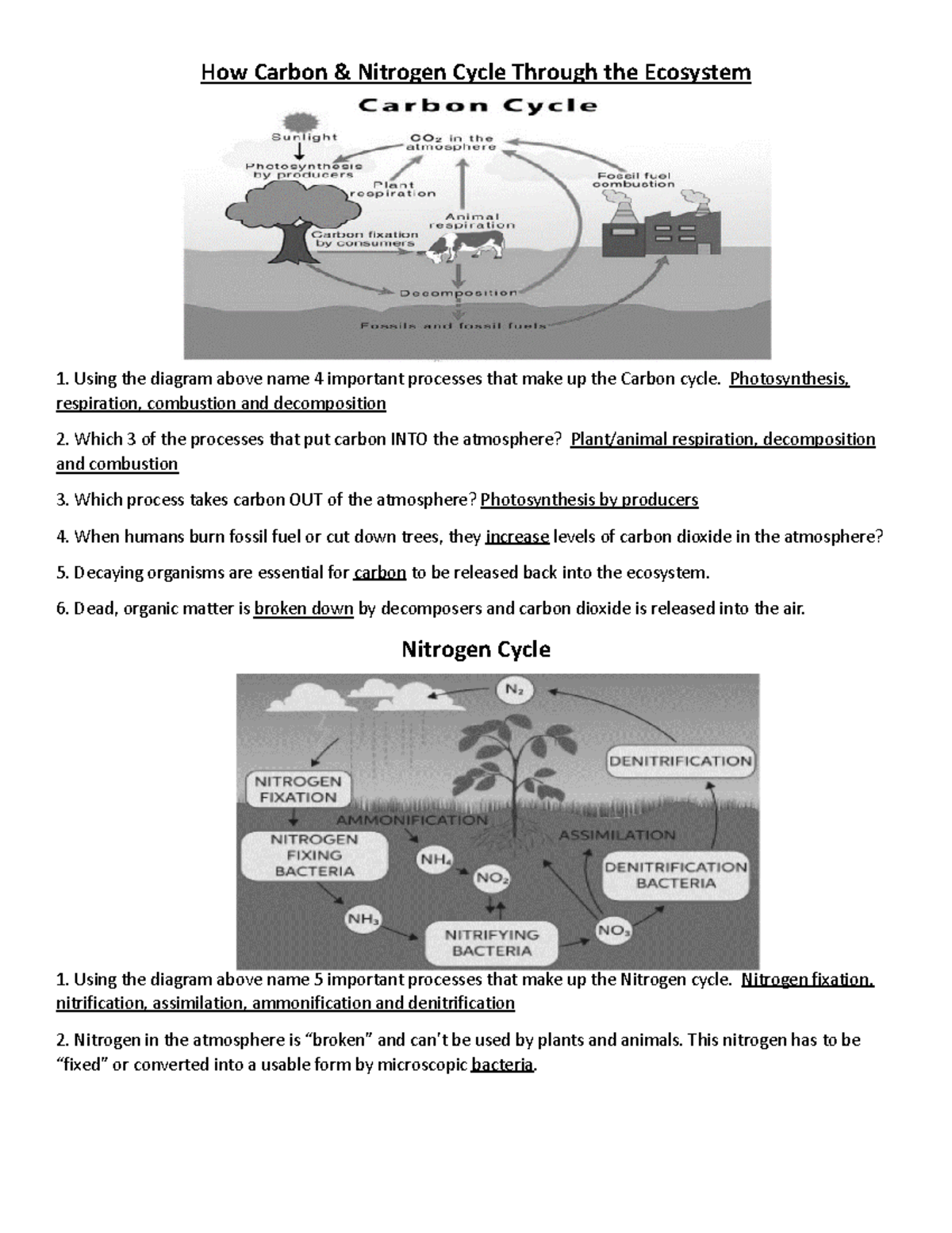 Completed Carbon, Nitrogen, Water Cycles - How Carbon & Nitrogen Cycle ...