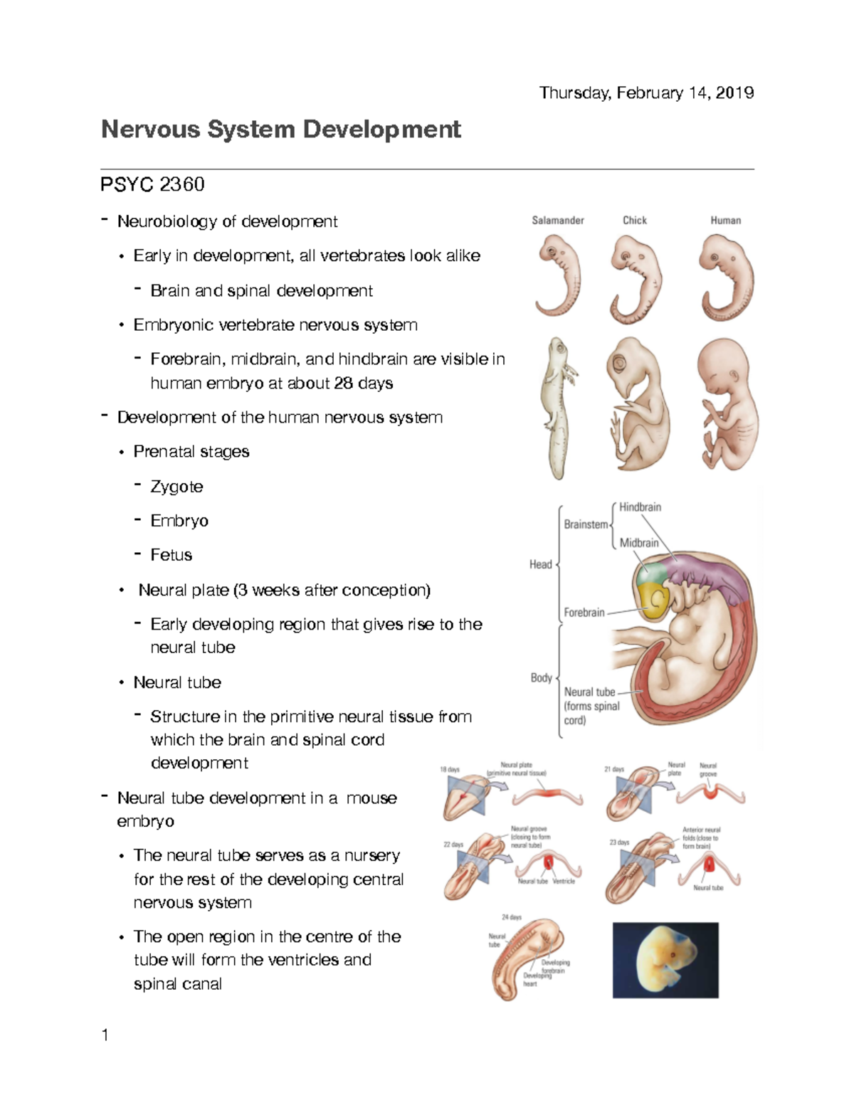 8 nervous system developmment 2021-08-13 21 54 17 - Nervous System ...