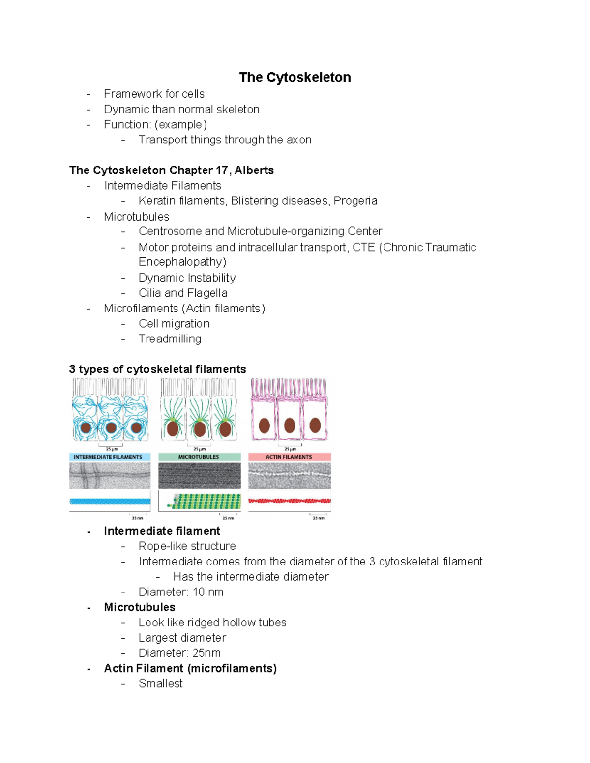The Cytoskeleton - lecture notes - The Cytoskeleton Framework for cells ...