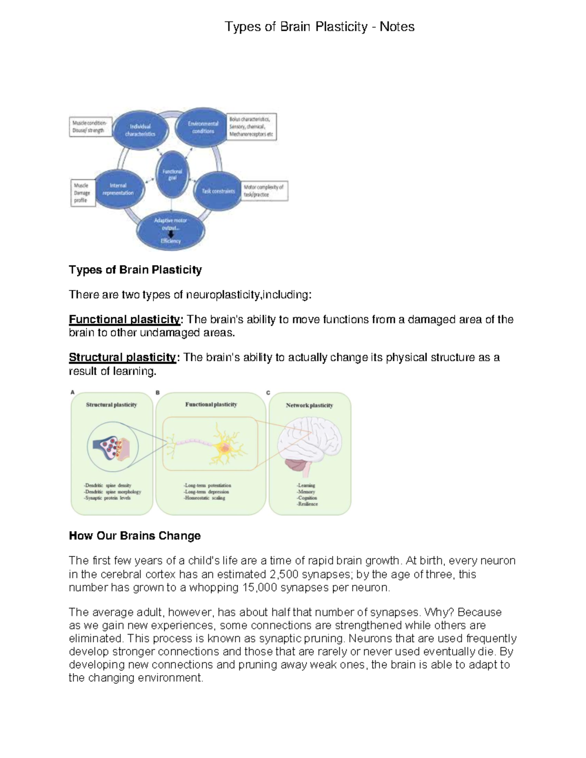 Types of Brain Plasticity - Notes - bе influеncеd by psychoactivе ...