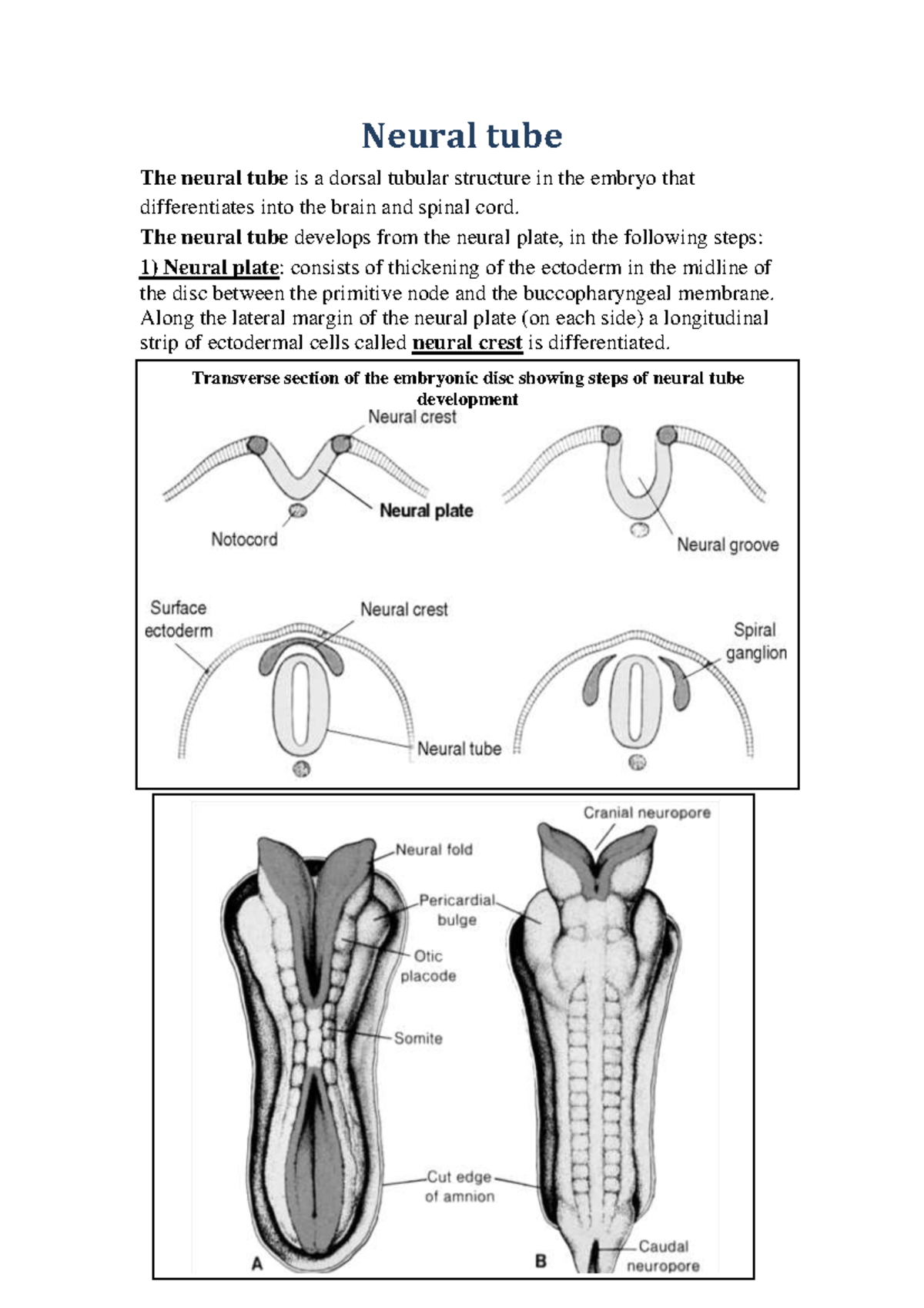 Neural tube - The neural tube develops from the neural plate, in the ...
