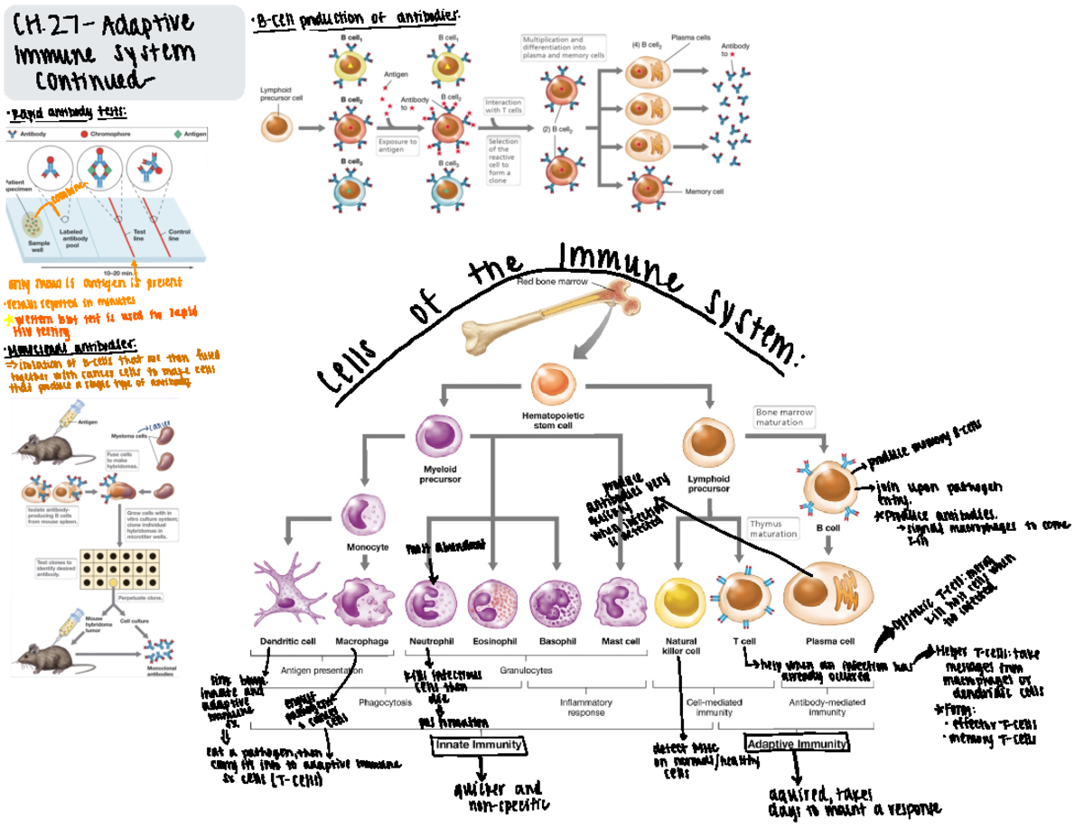Exam 4 - Adaptive Immune continued + Function of Immune System Cells ...