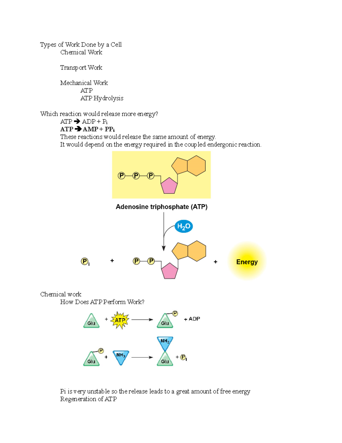 Bio 122 energy work - Lecture notes 8 - Types of Work Done by a Cell ...