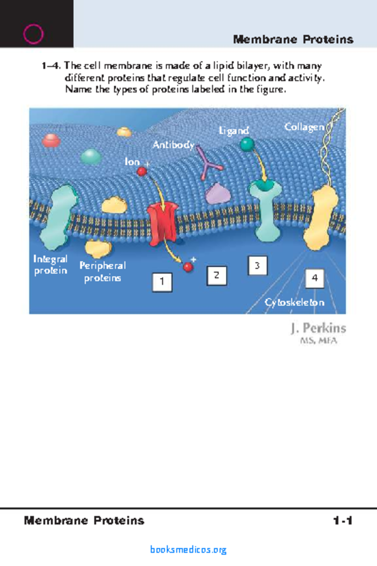 Netters Physiology Flash Cards 2nd Edition - Membrane Proteins 1 ...