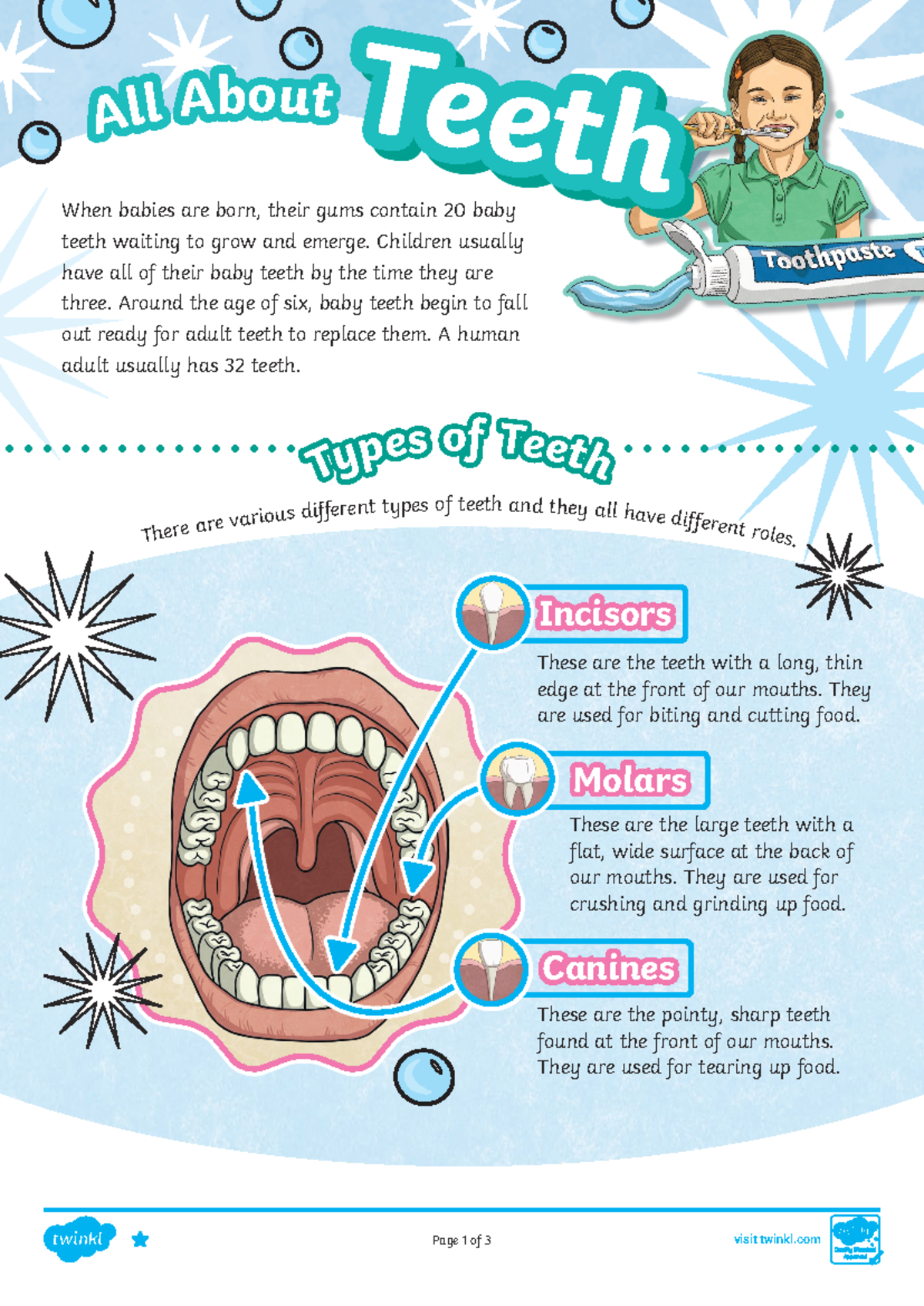 02.16.2024 All About Teeth V2 - A ll About A ll About T e e t h T e e t ...