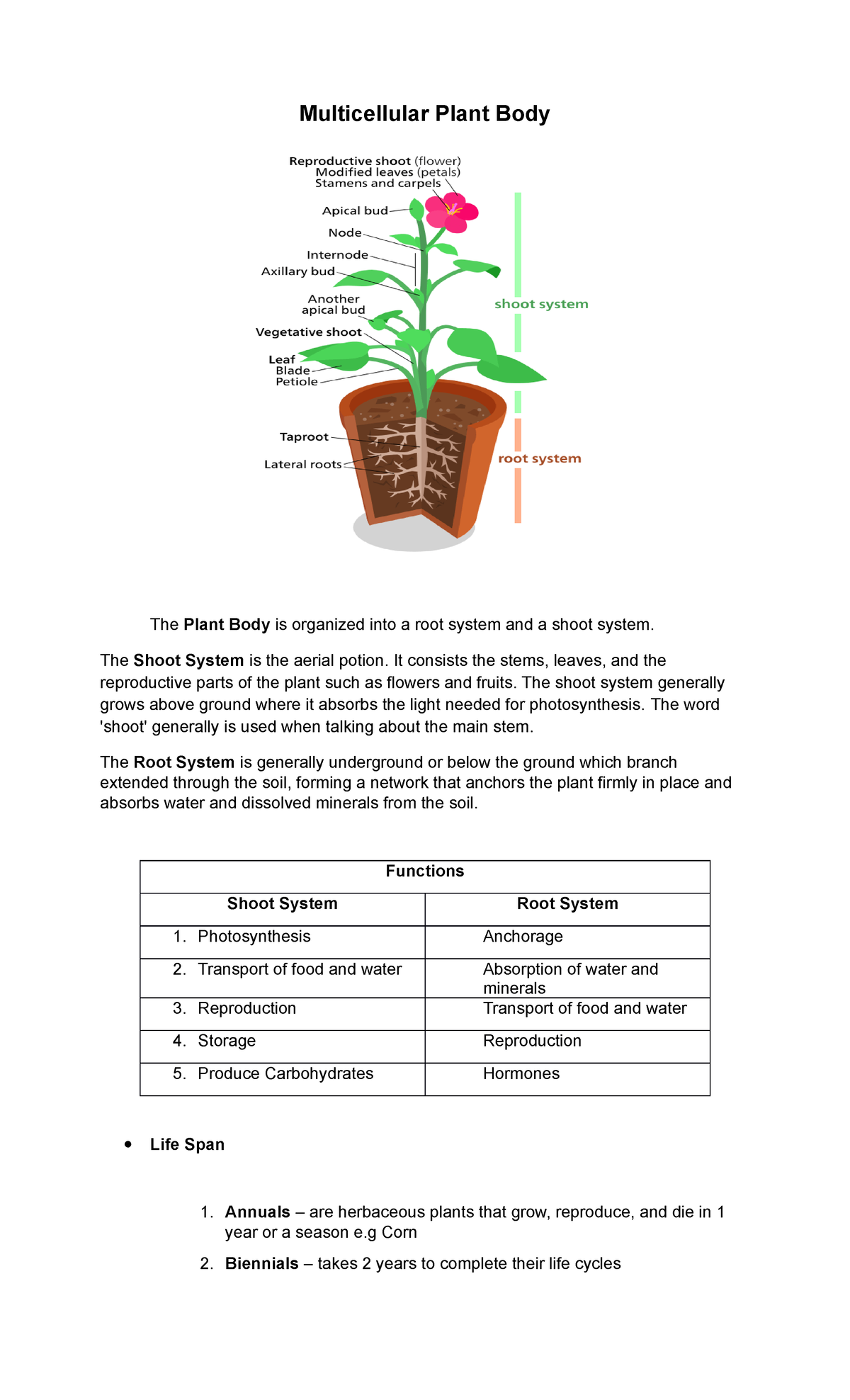 Multicellular-Plant-Body - Multicellular Plant Body The Plant Body is ...