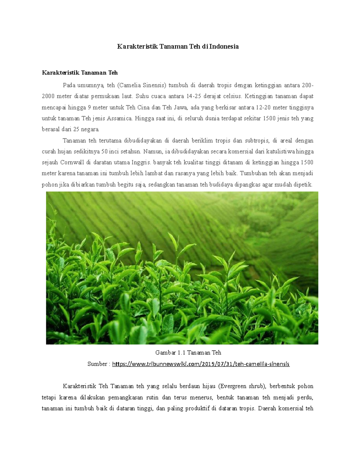 Pertanian Teh - Karakteristik Tanaman Teh di Indonesia Karakteristik ...