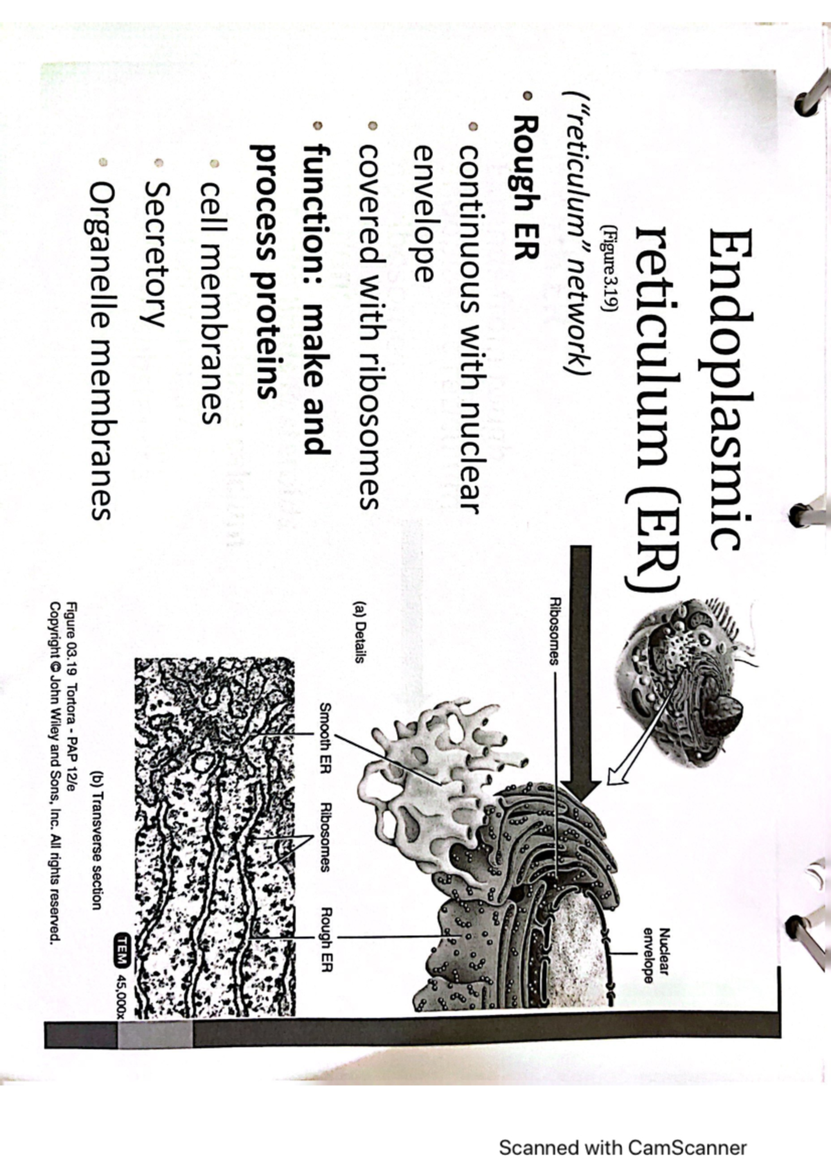 Endoplasmic Reticulum - BIOL 141 - Studocu Endoplasmic Reticulum - BIOL 141 - Studocu